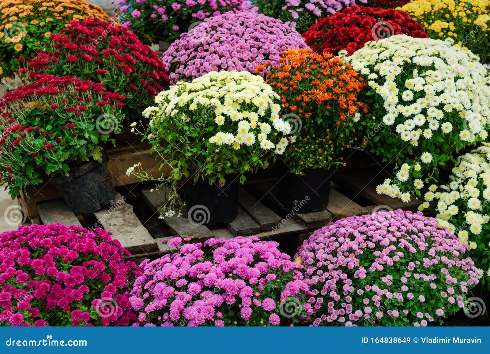 Many Different of Multicolored Chrysanthemums Stock Image - Image of ... Many Different of Multicolored Chrysanthemums Stock Image - Image of ...