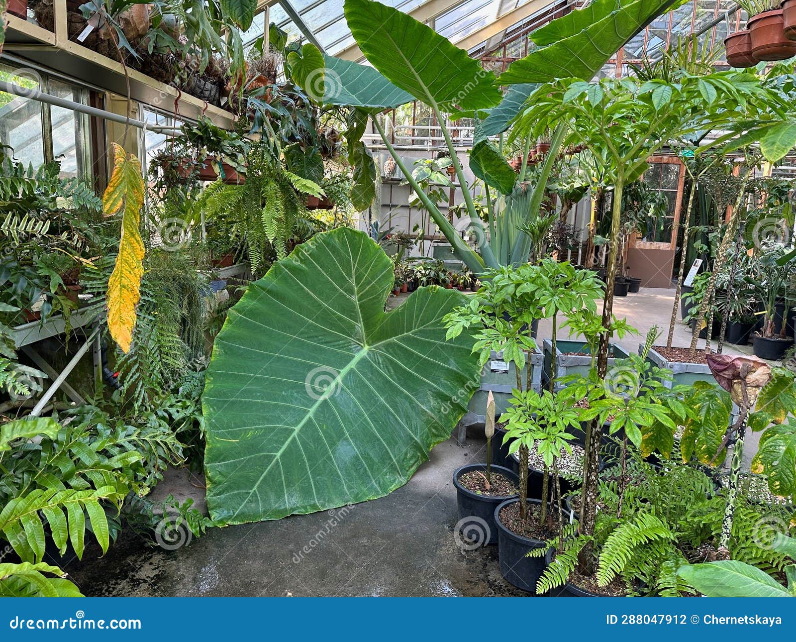 Many Different Plants Growing in Botanical Garden Stock Photo - Image ...