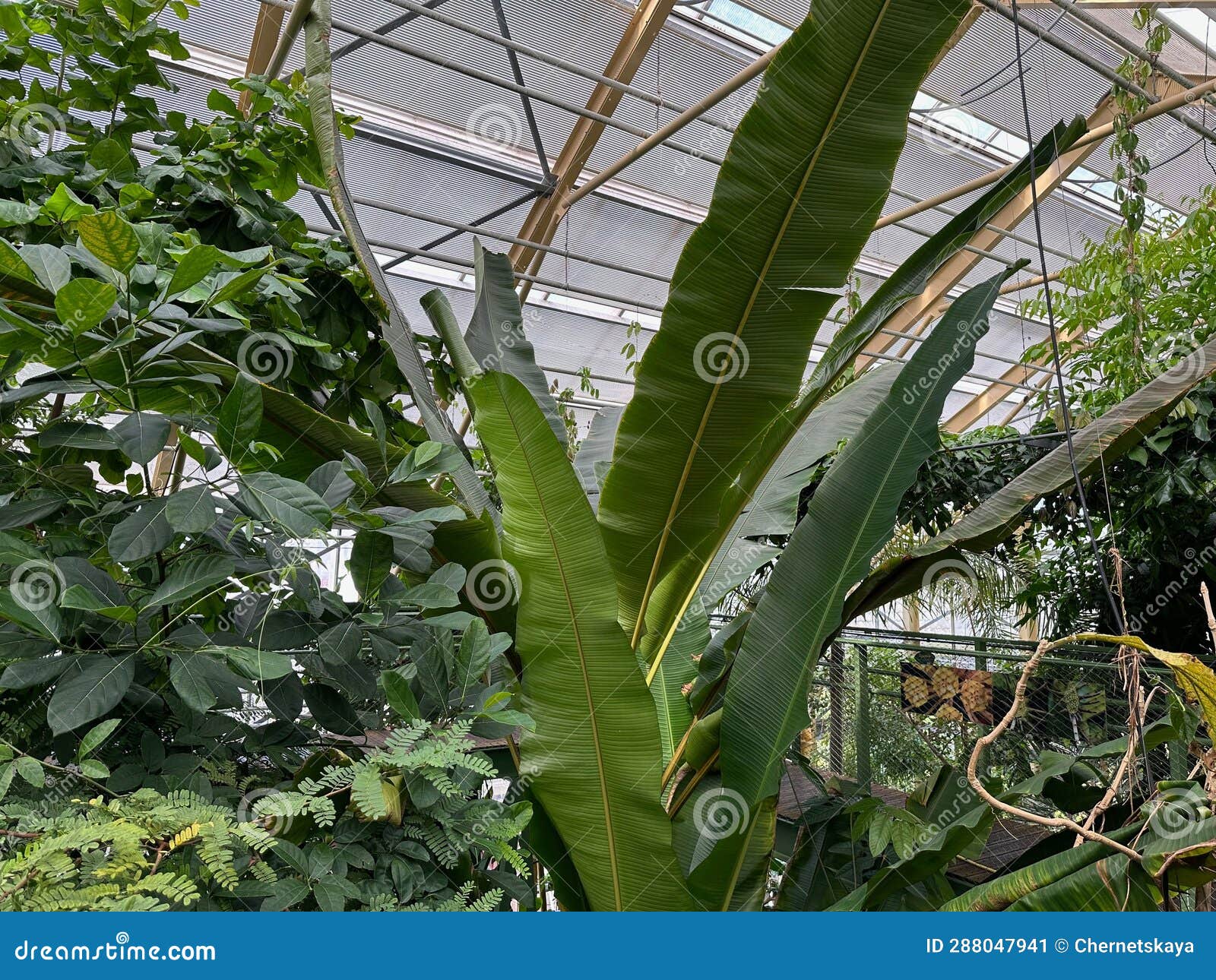Many Different Plants Growing in Botanical Garden Stock Image - Image ...