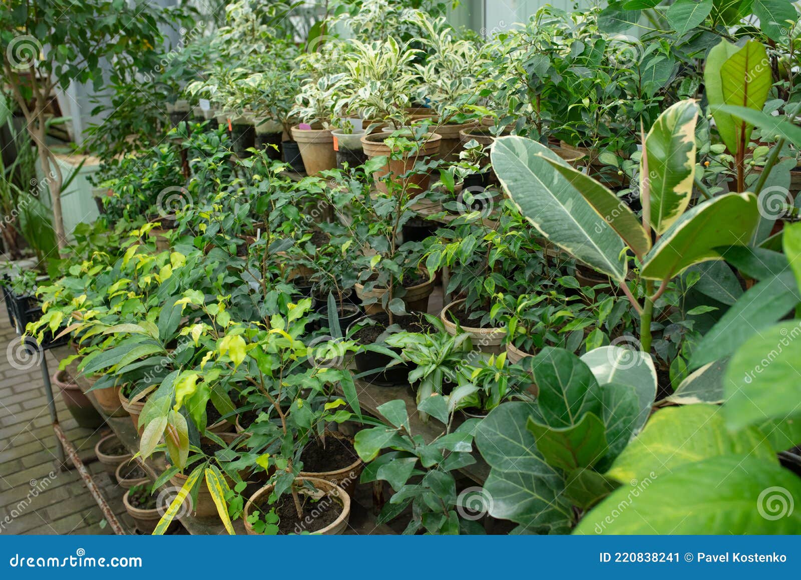 Many Different Pots of Plants in the Botanical Garden. Stock Image ...