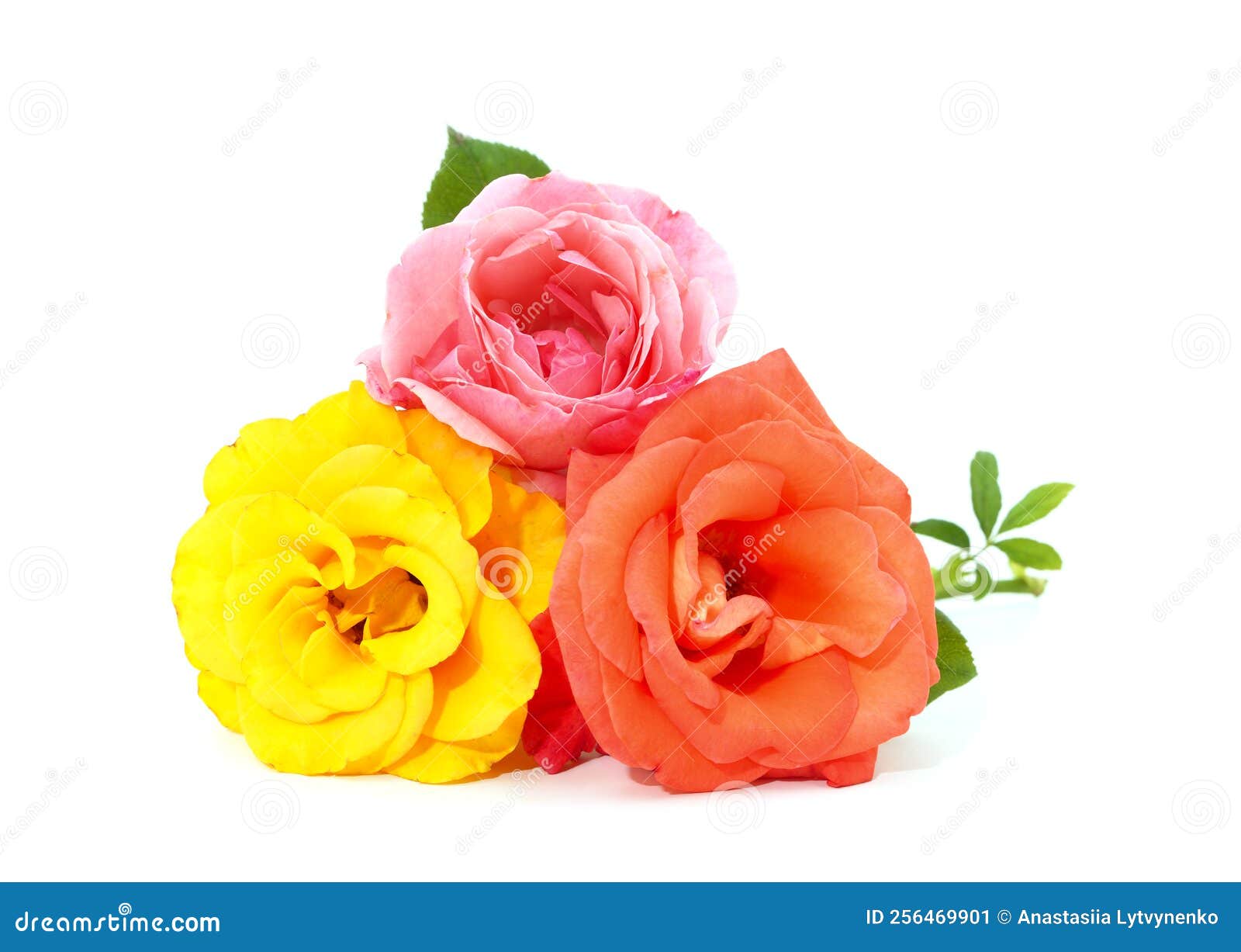 Many different roses stock image. Image of white, valentines - 256469901