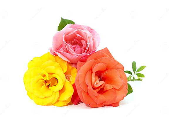 Many different roses stock image. Image of white, valentines - 256469901