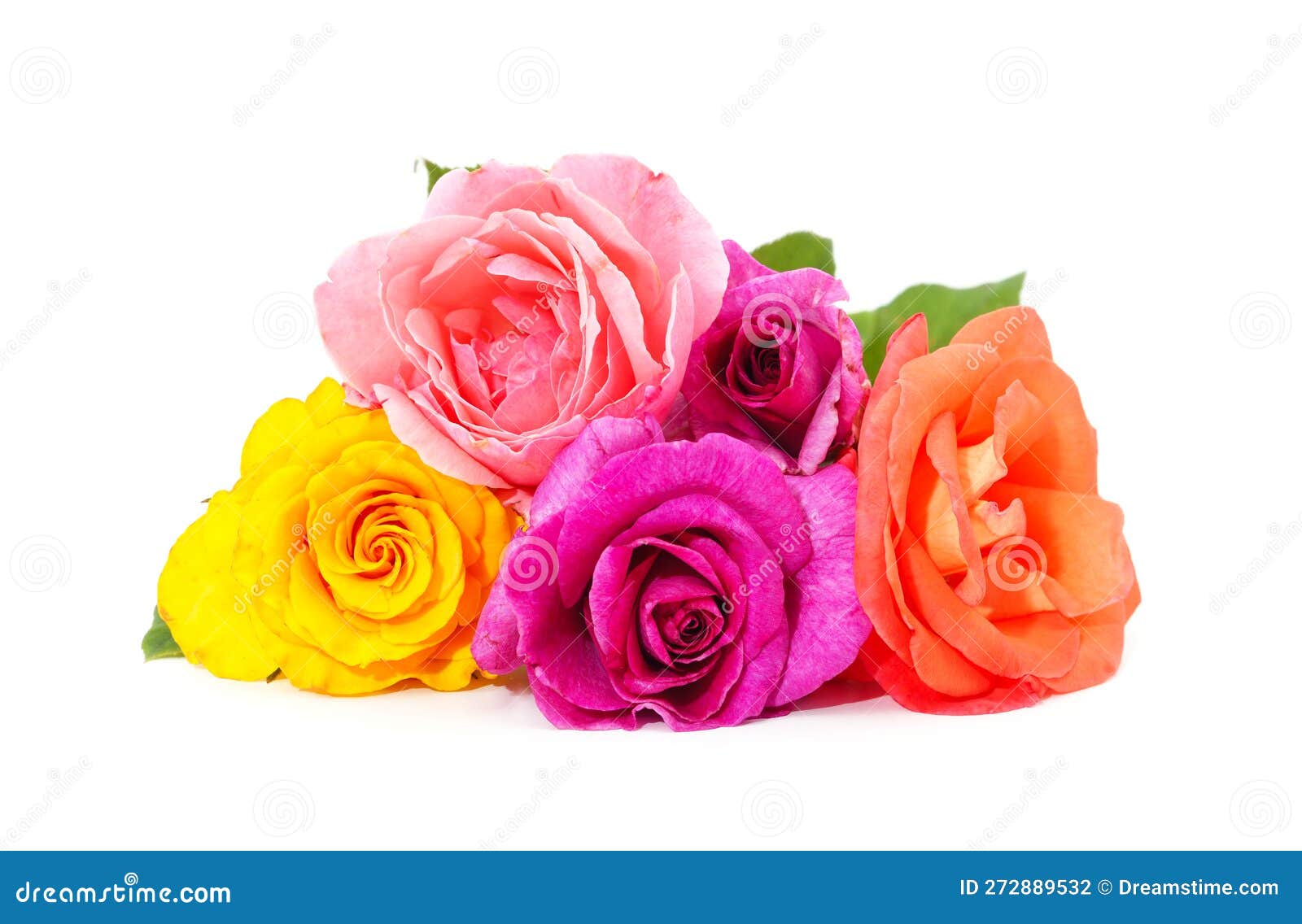 Many different roses stock photo. Image of nature, gift - 272889532
