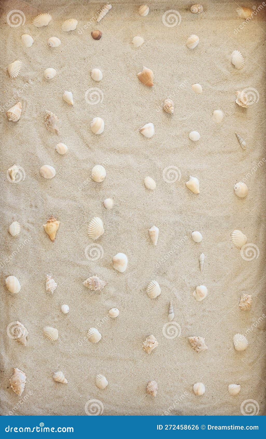 Many different sea shell stock photo. Image of resort - 272458626