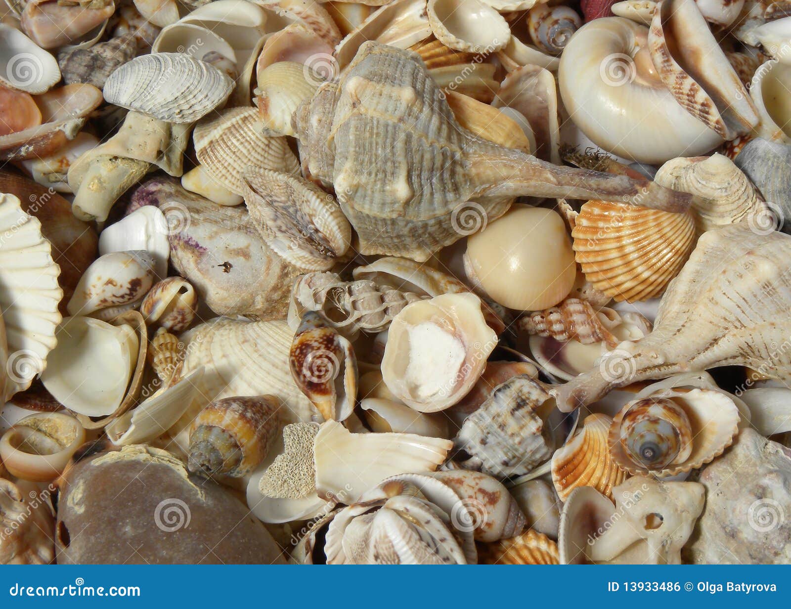 Many different seashells stock photo. Image of frame - 13933486
