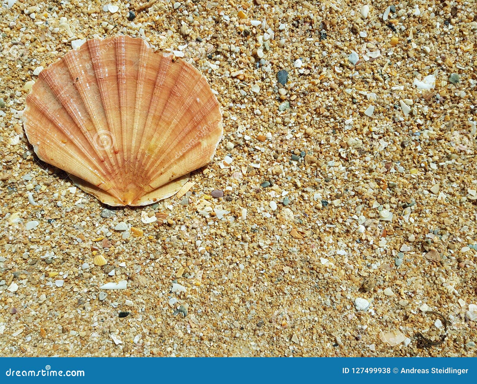 Seashells on the beach stock photo. Image of algarve - 127499938