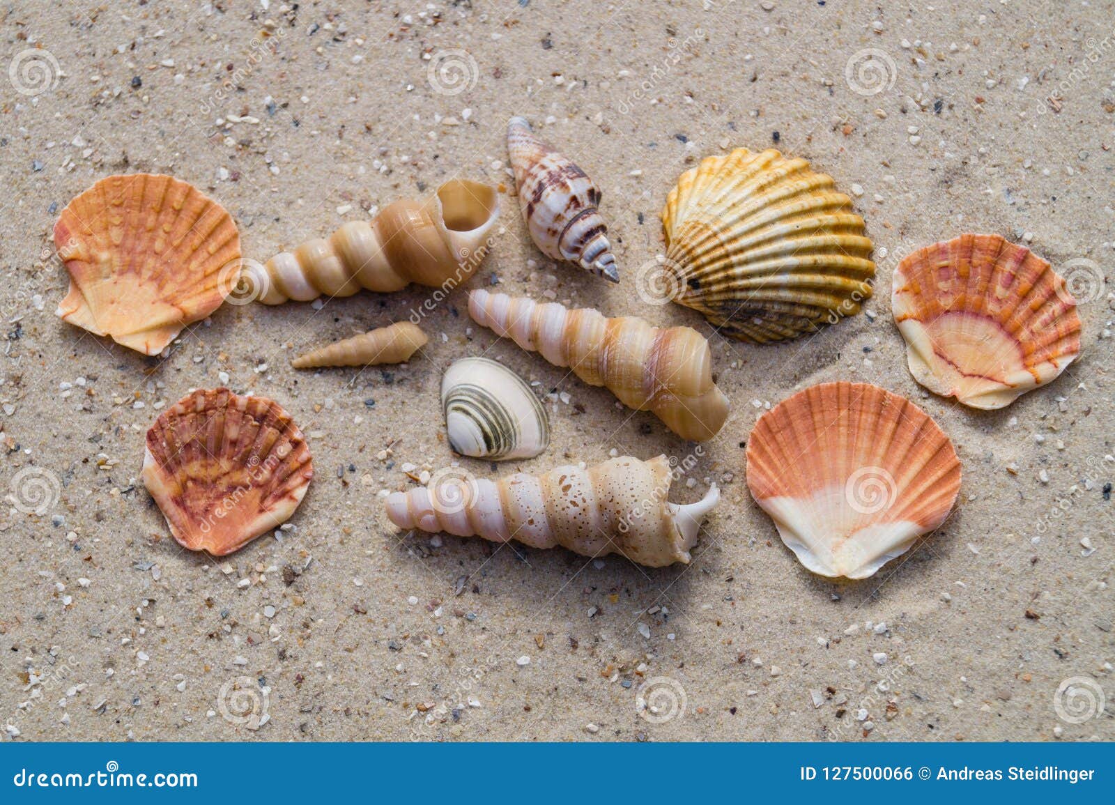 Seashells on the beach stock photo. Image of decorative - 127500066
