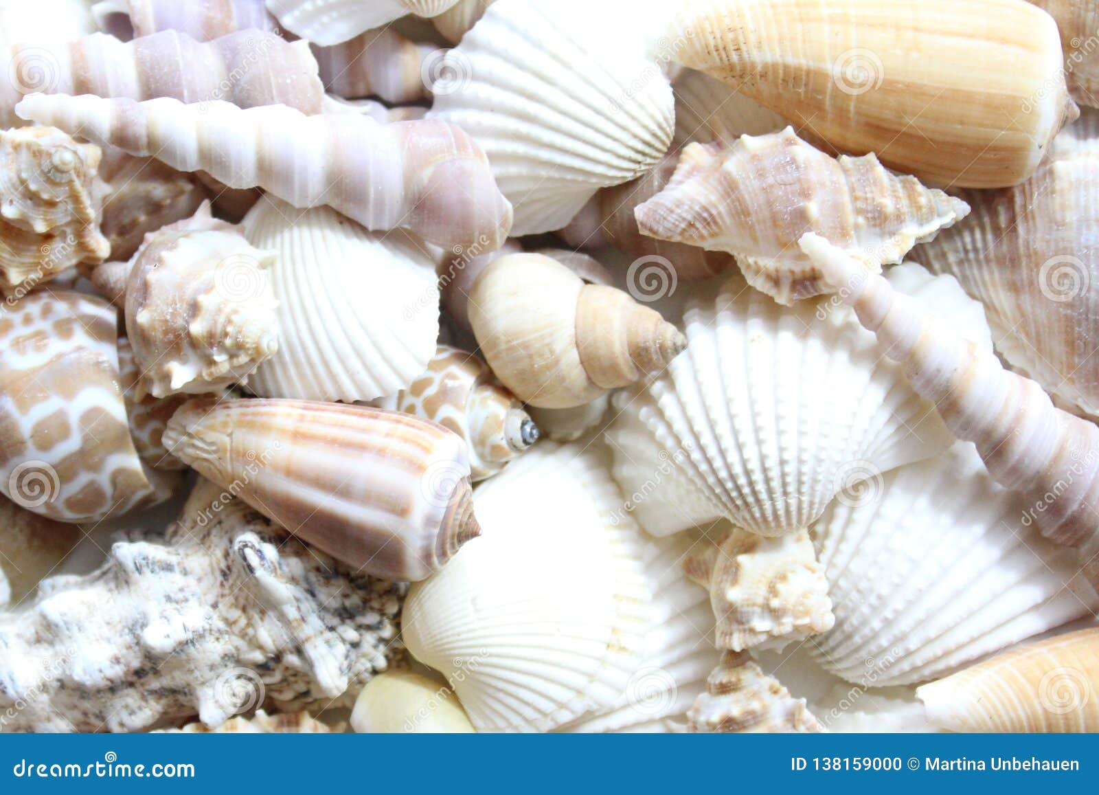 Many different shells stock photo. Image of shells, july - 138159000
