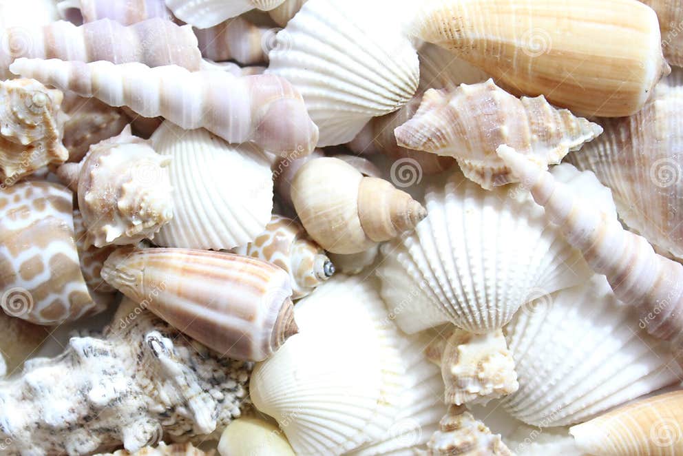 Many different shells stock photo. Image of shells, july - 138159000