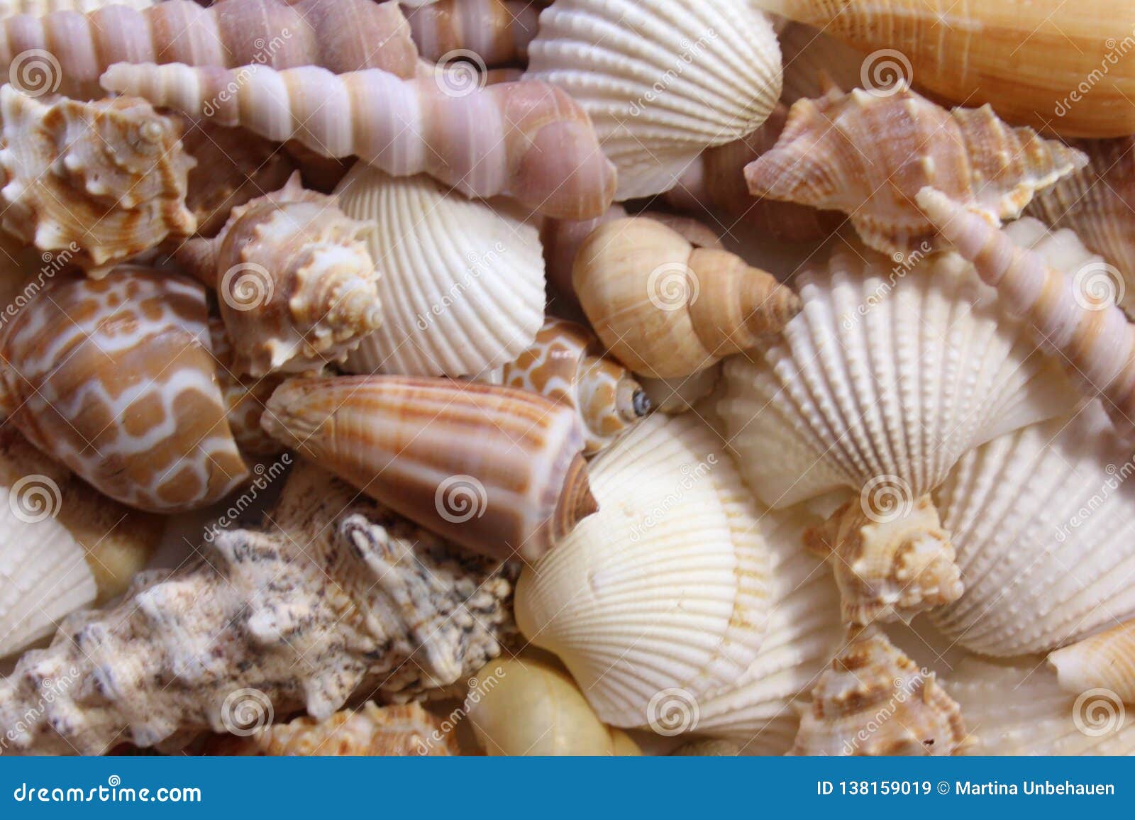 Many different shells stock image. Image of relax, shell - 138159019