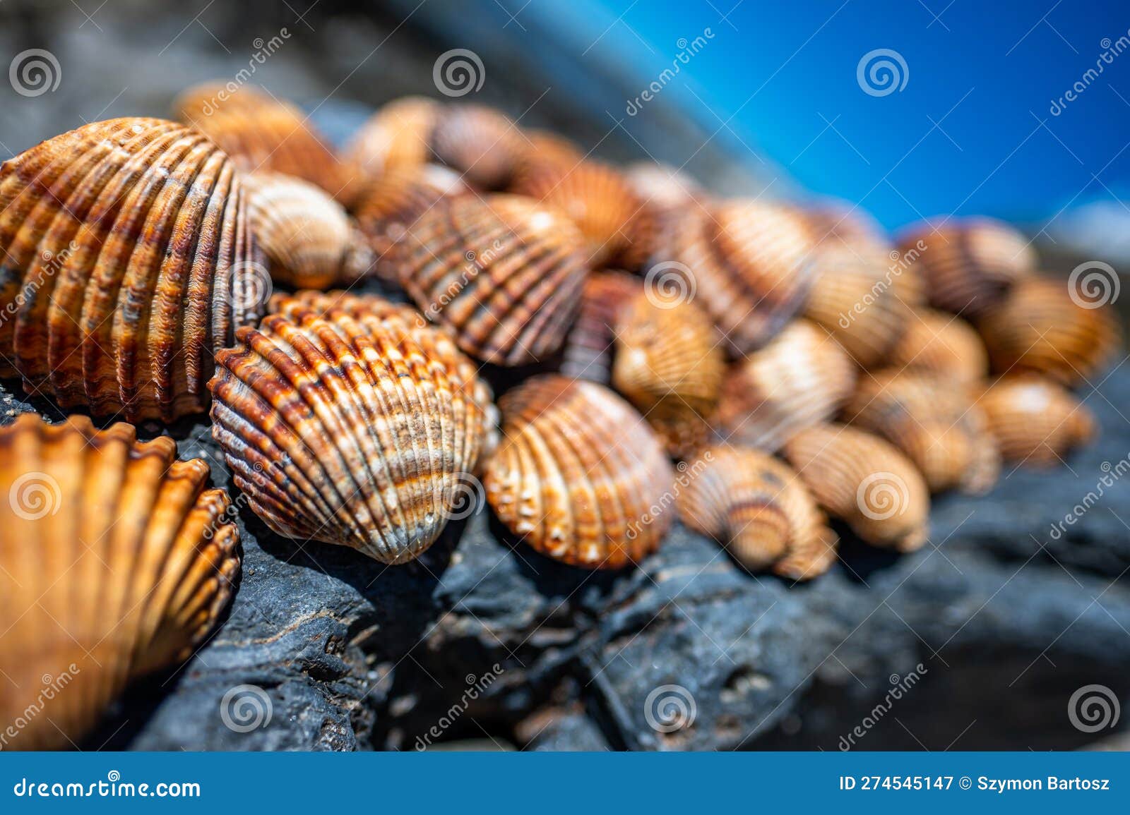 Many Different Shells Stacked Together on Costa Del Sol Beach, Spain ...