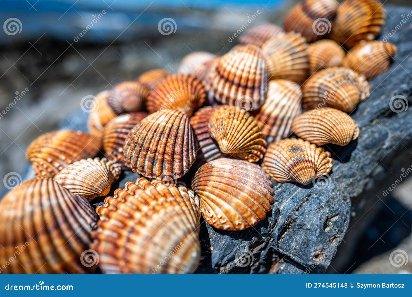 Many Different Shells Stacked Together on Costa Del Sol Beach, Spain ...