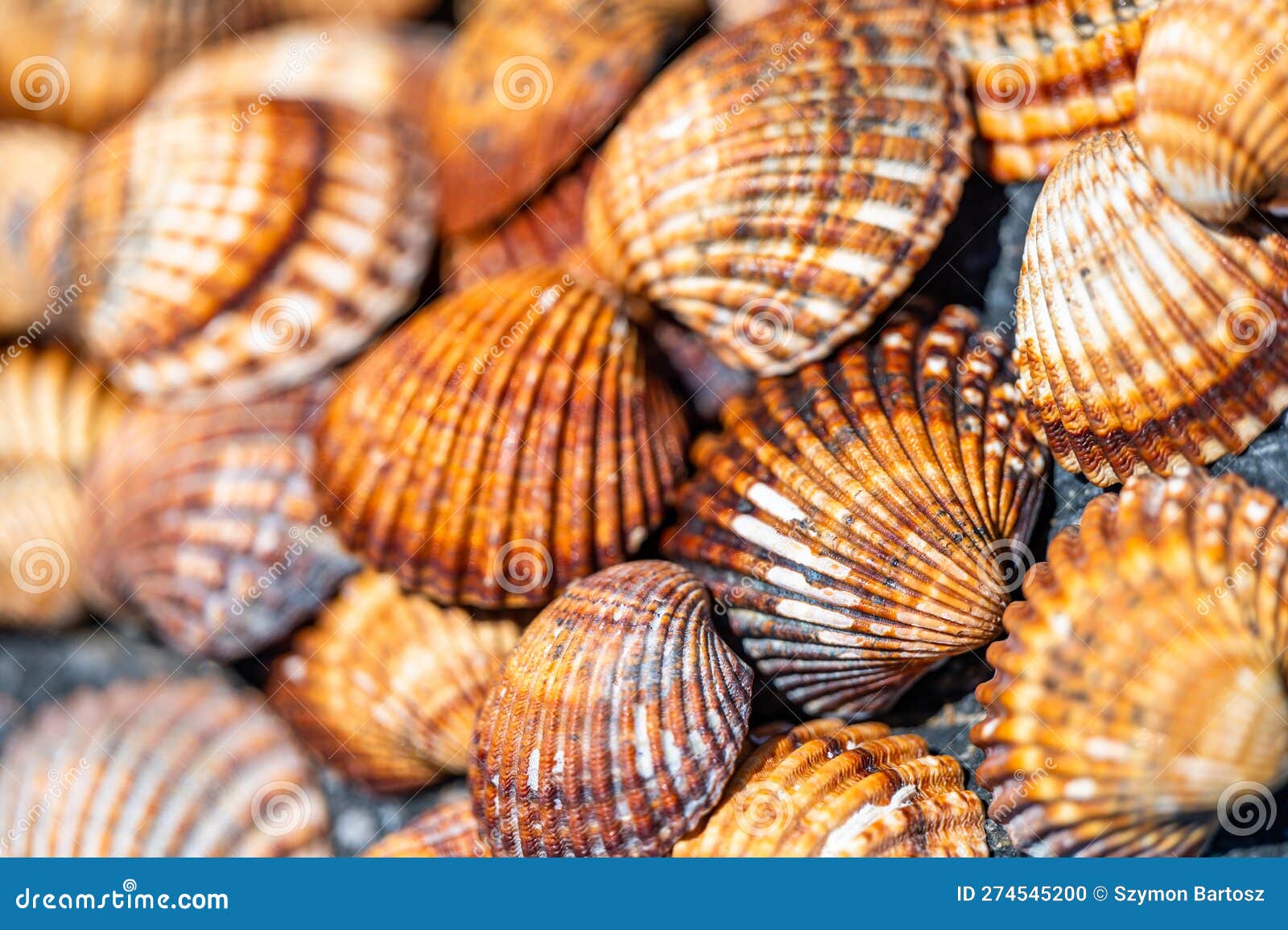 Many Different Shells Stacked Together on Costa Del Sol Beach, Spain ...