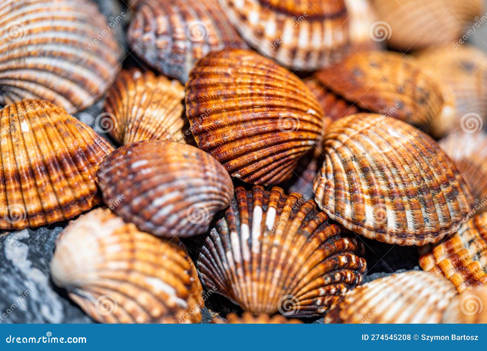 Many Different Shells Stacked Together on Costa Del Sol Beach, Spain ...
