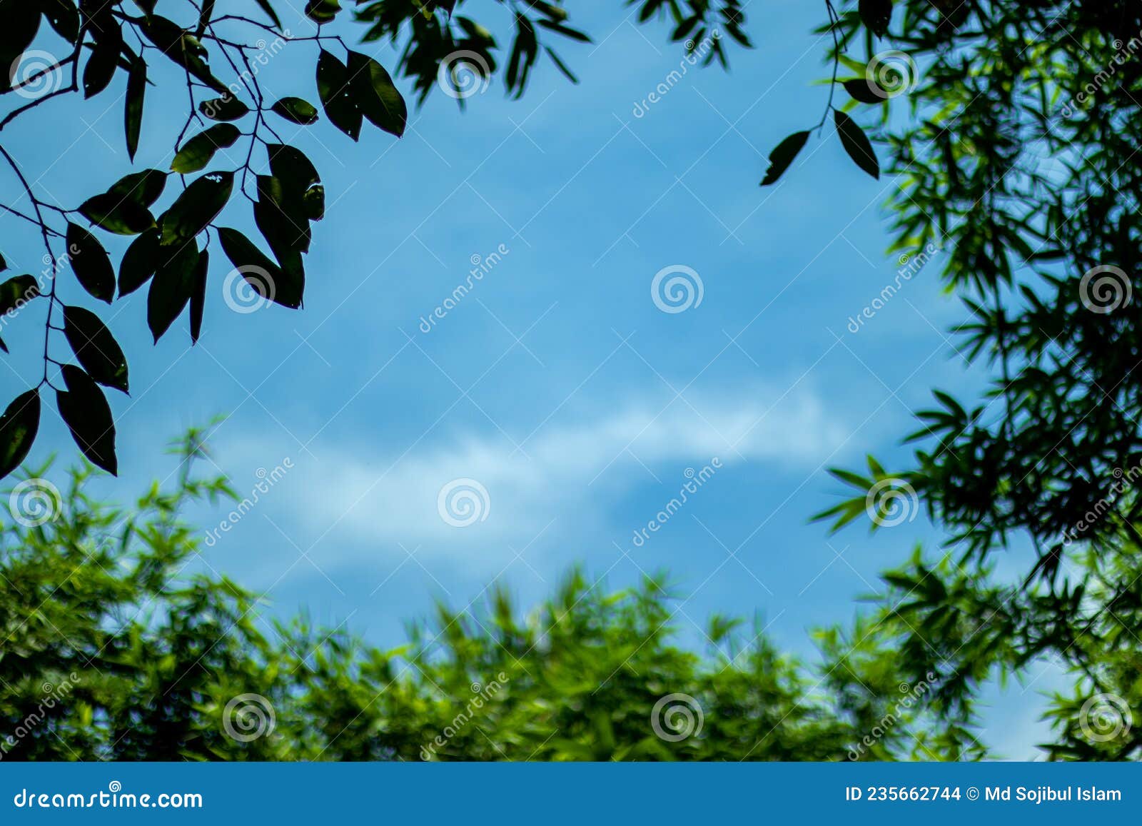 So Many Different Trees Leaf Stalks on White Cloud and Blue Sky Stock ...