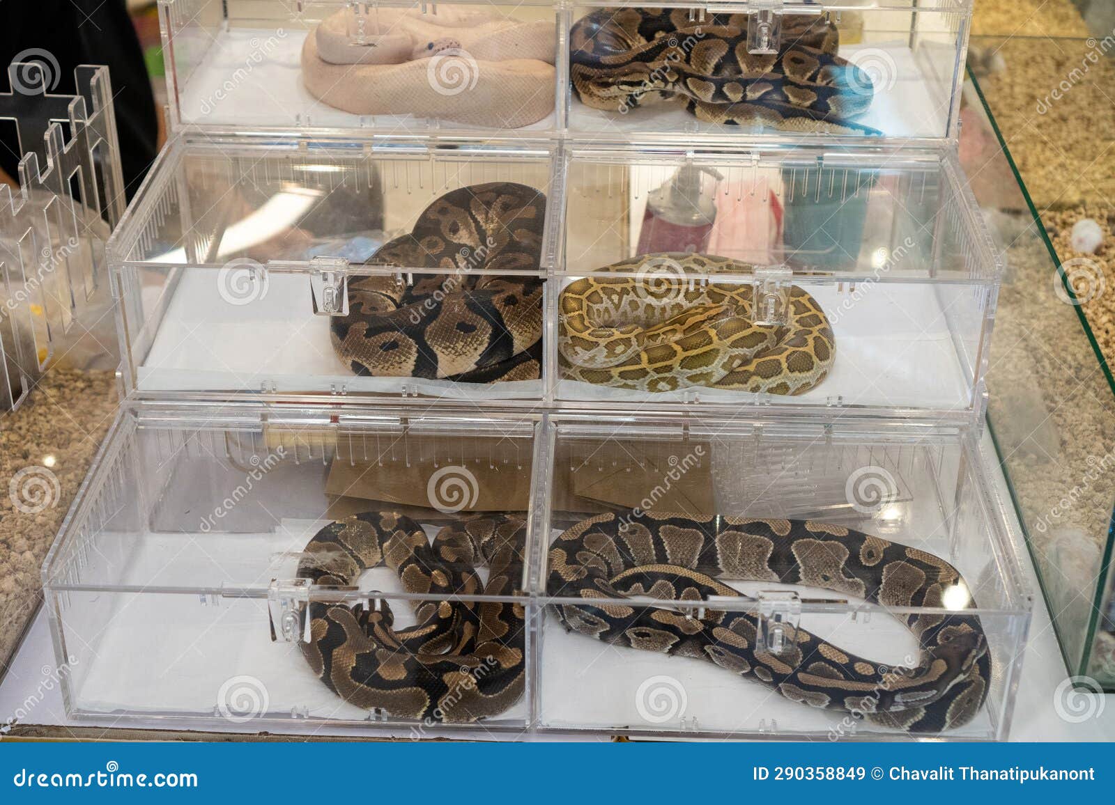 Many Different Types of Snakes are in Clear Acrylic Boxes. Stock Image ...