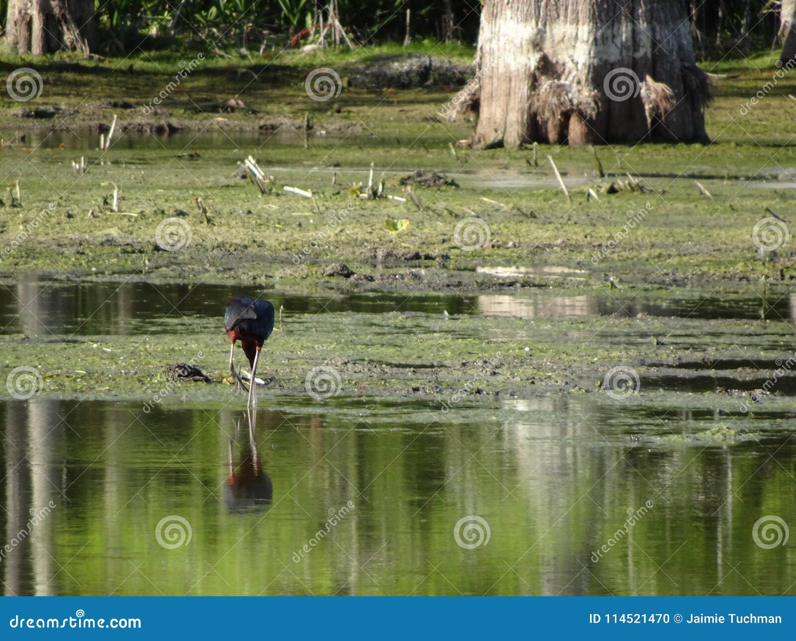 Birds fishing in the swamp stock photo. Image of glade - 114521470