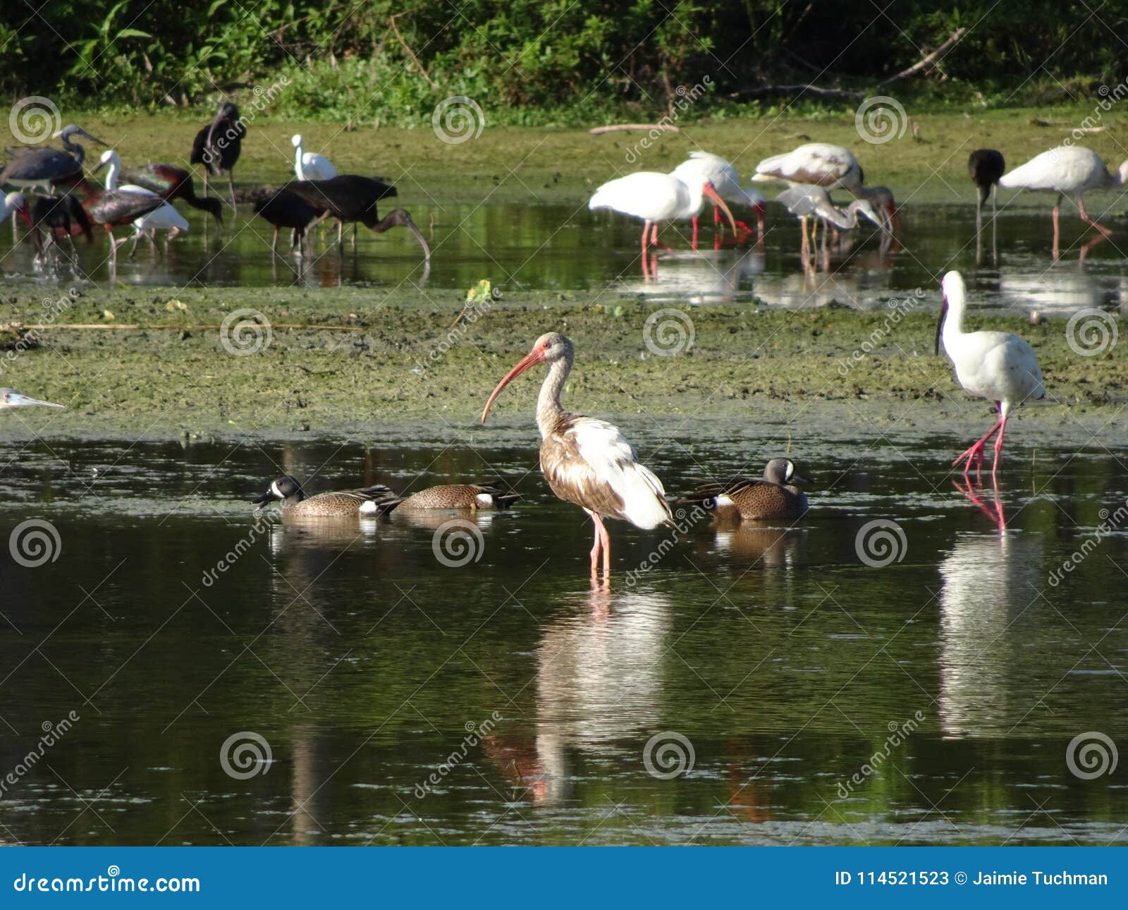 Birds fishing in the swamp stock image. Image of egret - 114521523