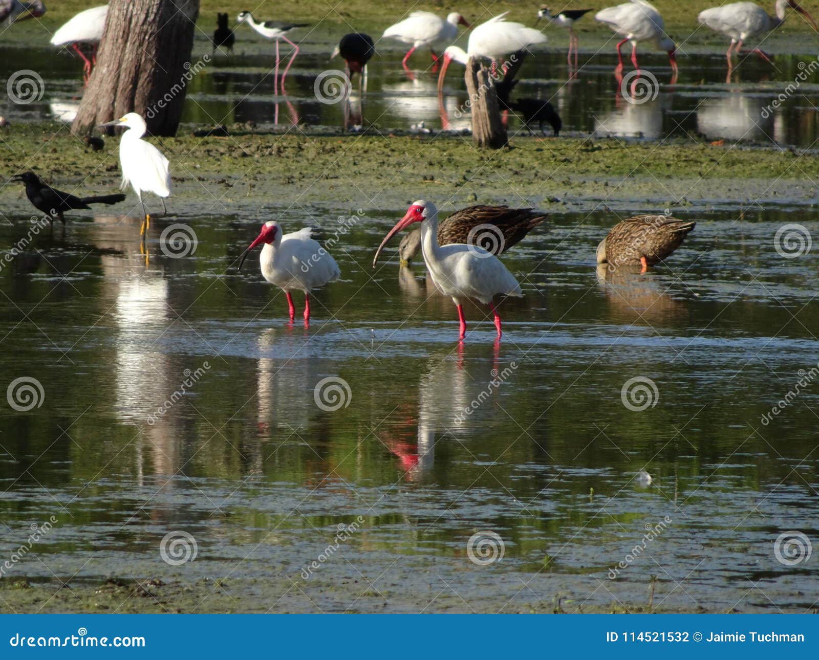 Birds fishing in the swamp stock photo. Image of bayou - 114521532