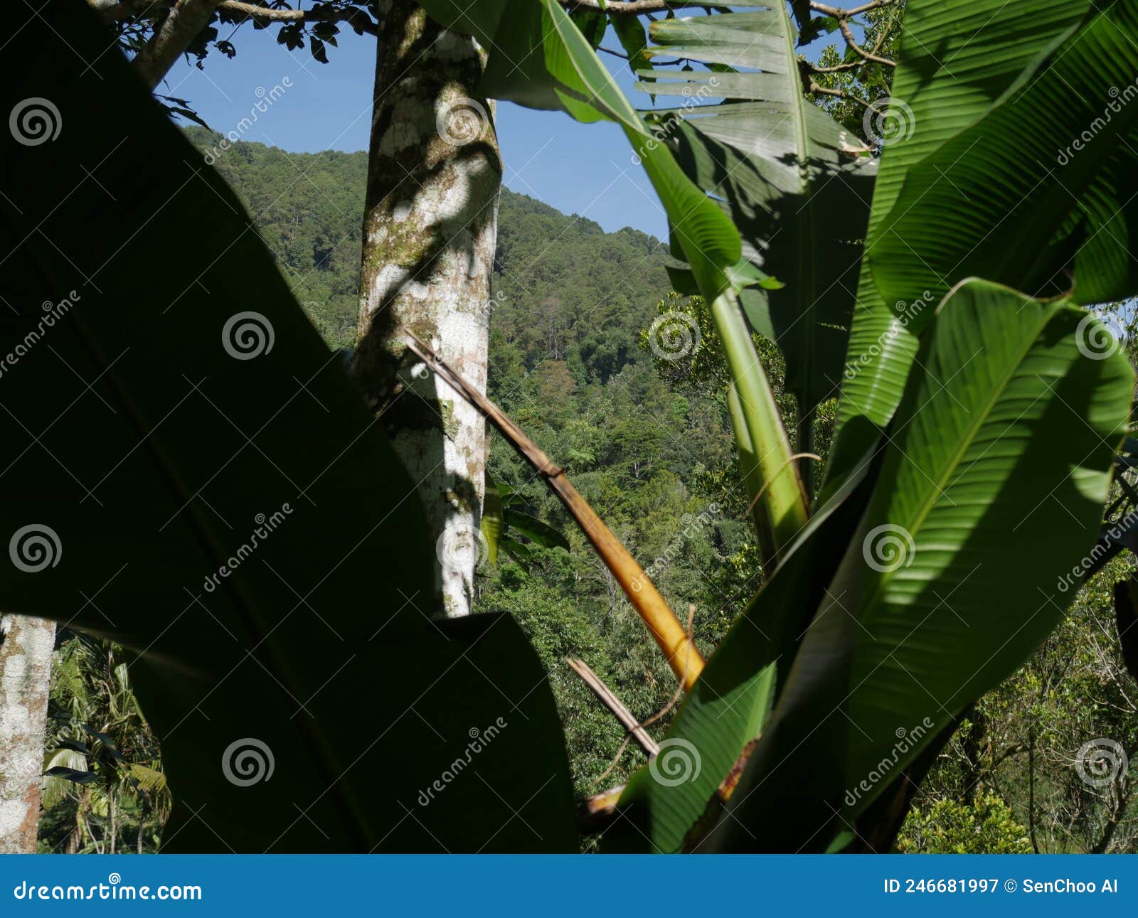 Many Different Types of Trees in Indonesian Forest Stock Image - Image ...