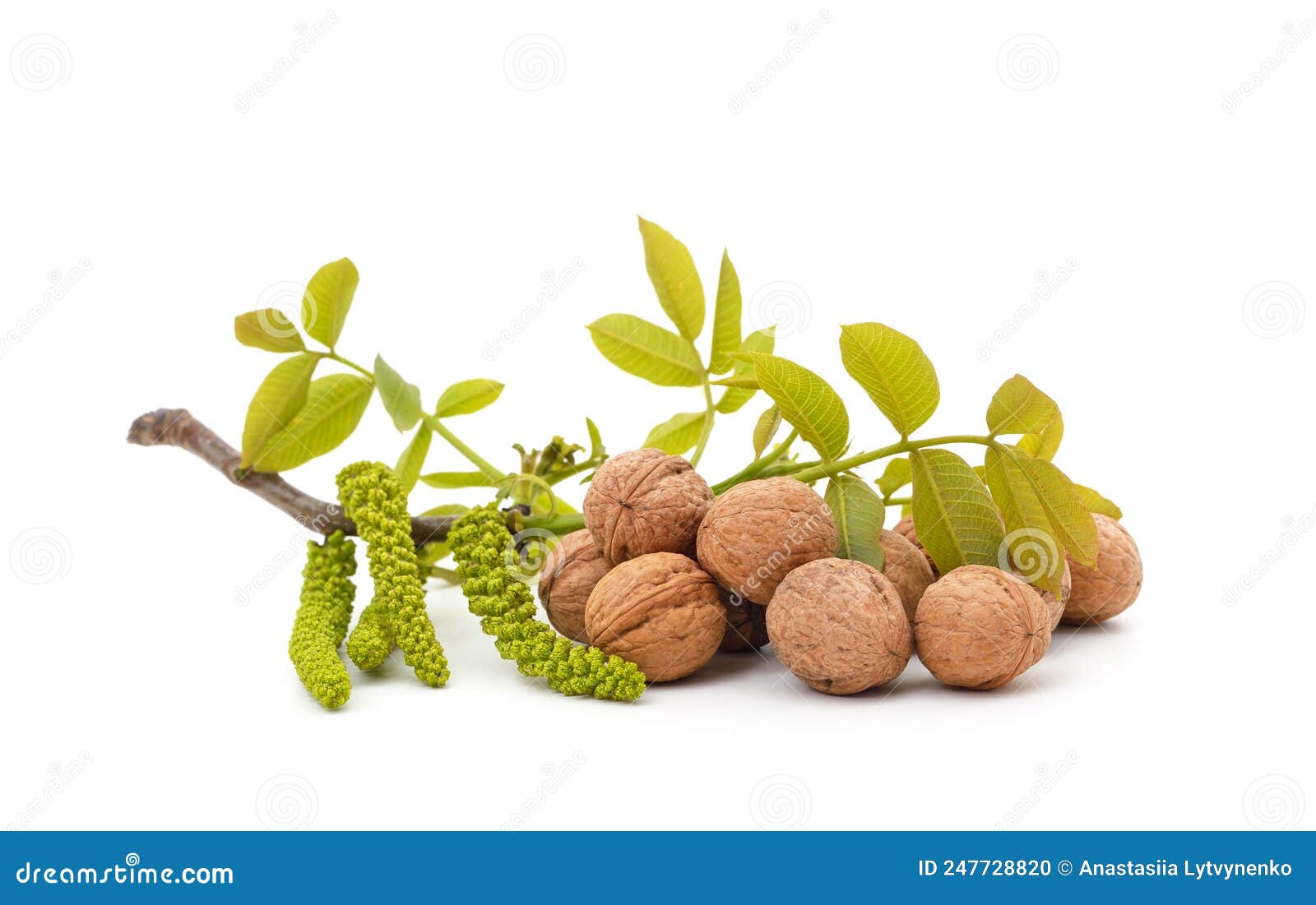 Many Different Walnuts with Flowers and Leaves Stock Photo - Image of ...
