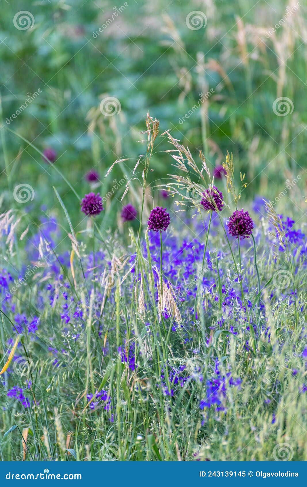 Many Different Wild Blue Wildflowers, Nature in June Stock Image ...
