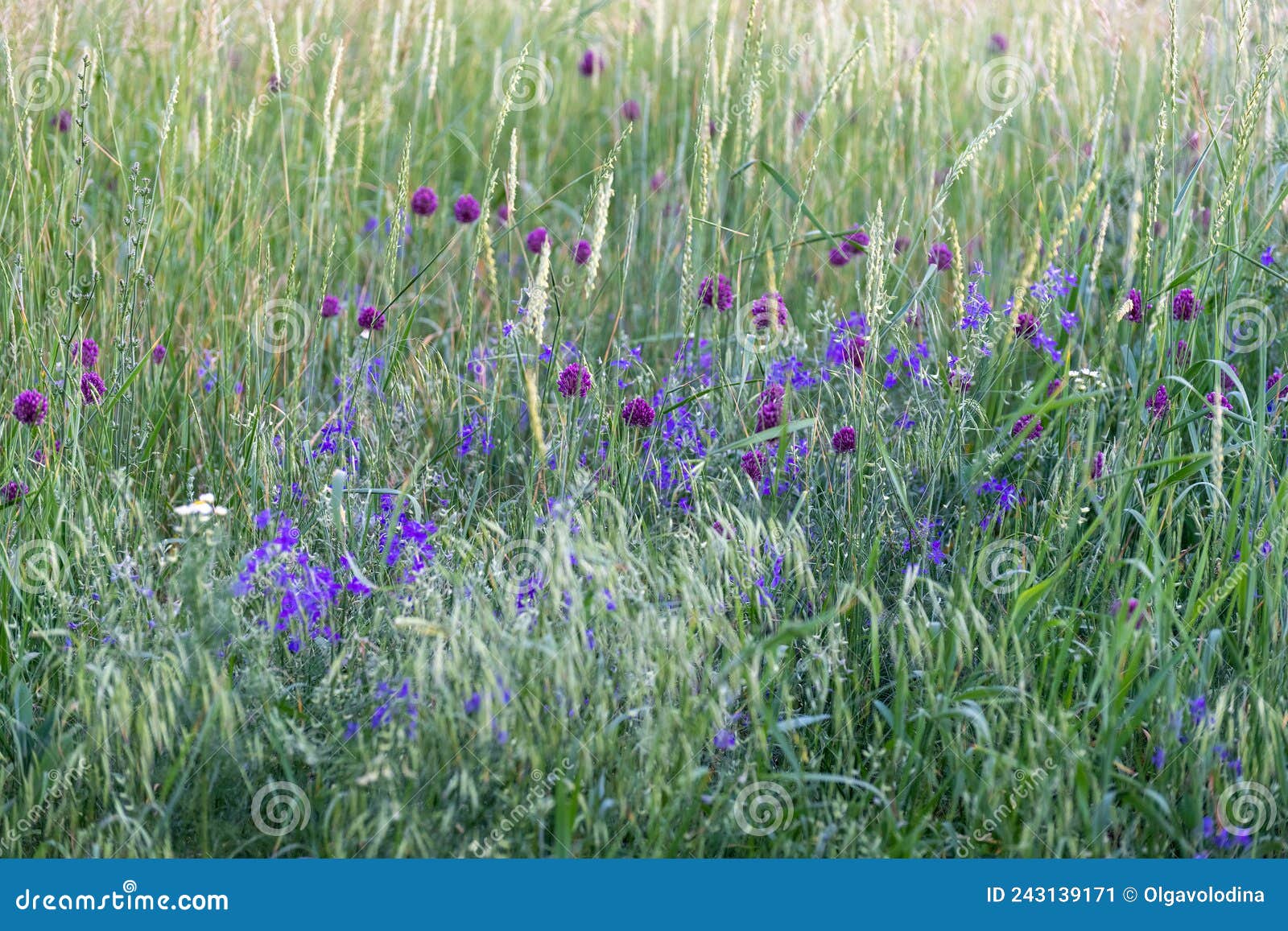 Many Different Wild Blue Wildflowers, Nature in June Stock Image ...