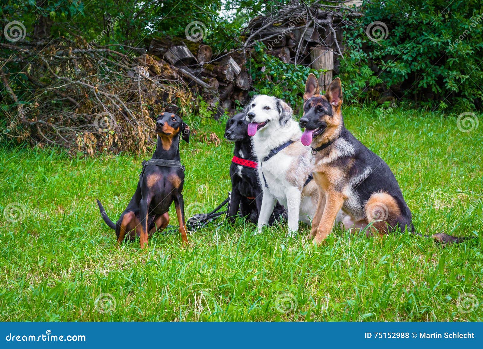 Many dogs stock photo. Image of dogs, german, pack, shepherd - 75152988