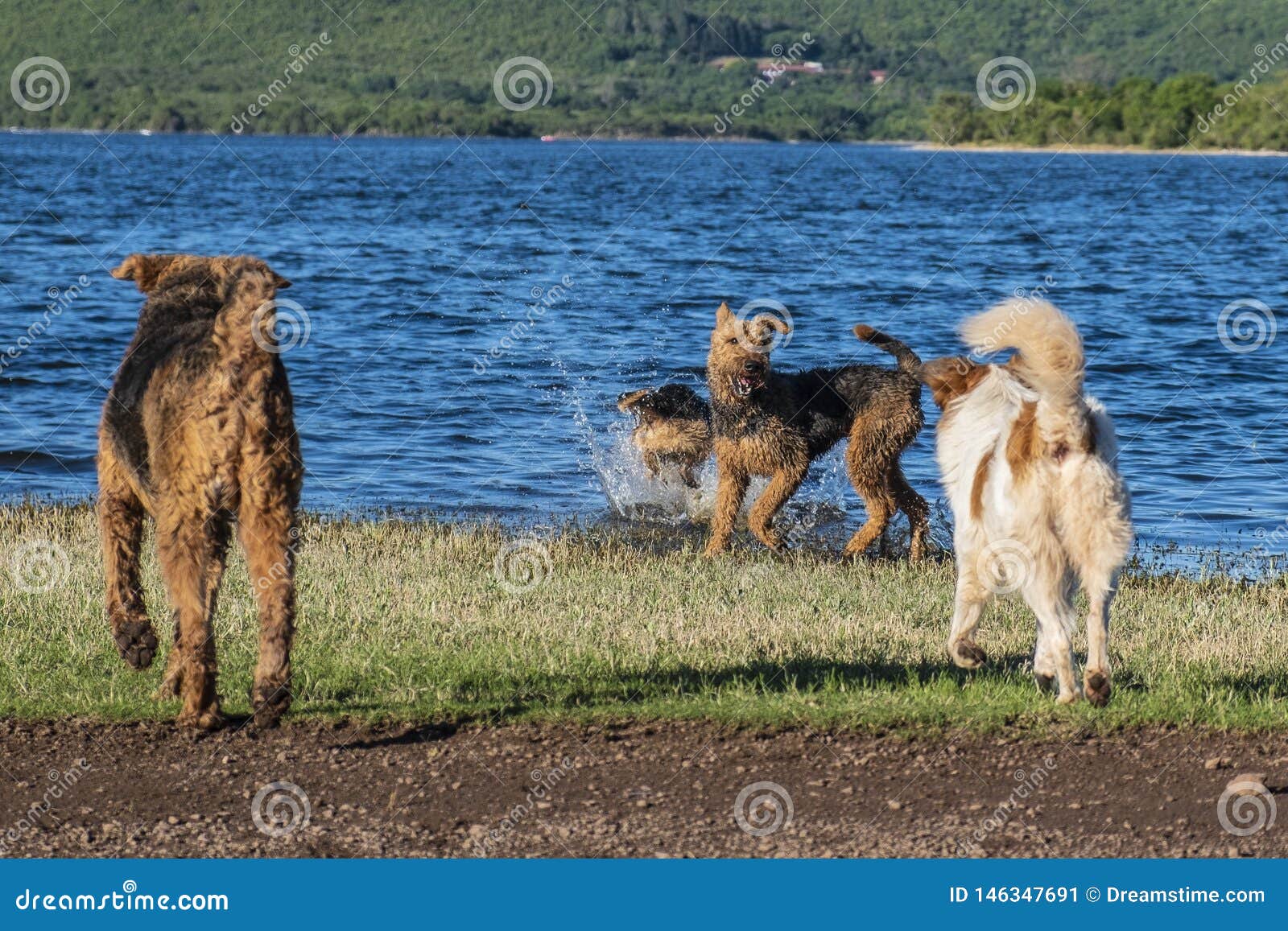 Many Dogs Playing on the Shore of a Lake Stock Image - Image of ...