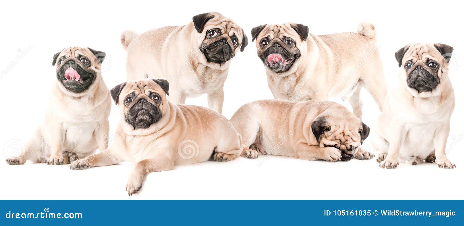 Many dogs, pugs, isolated stock image. Image of breed - 105161035
