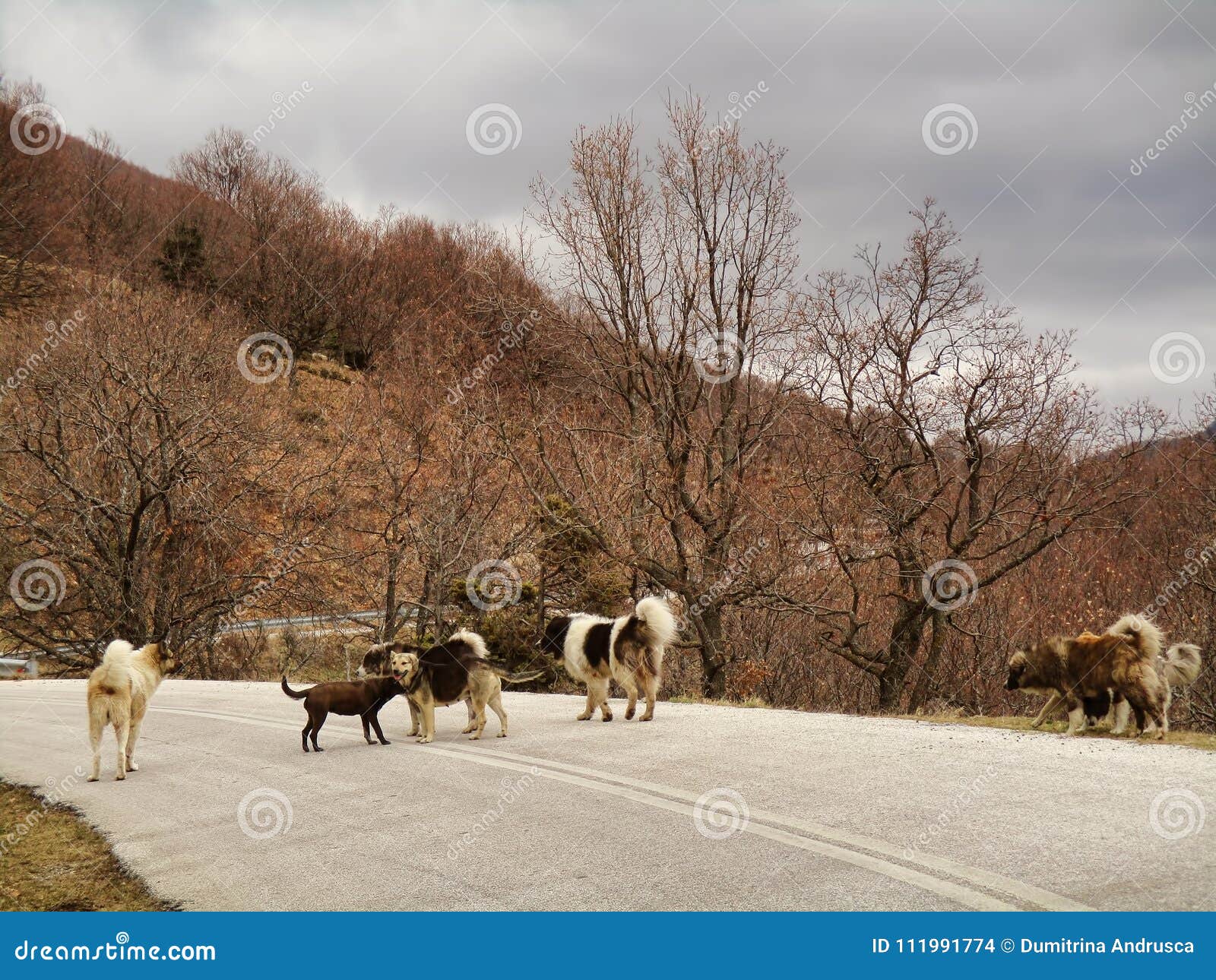 The dogs on road stock photo. Image of farm, freeway - 111991774