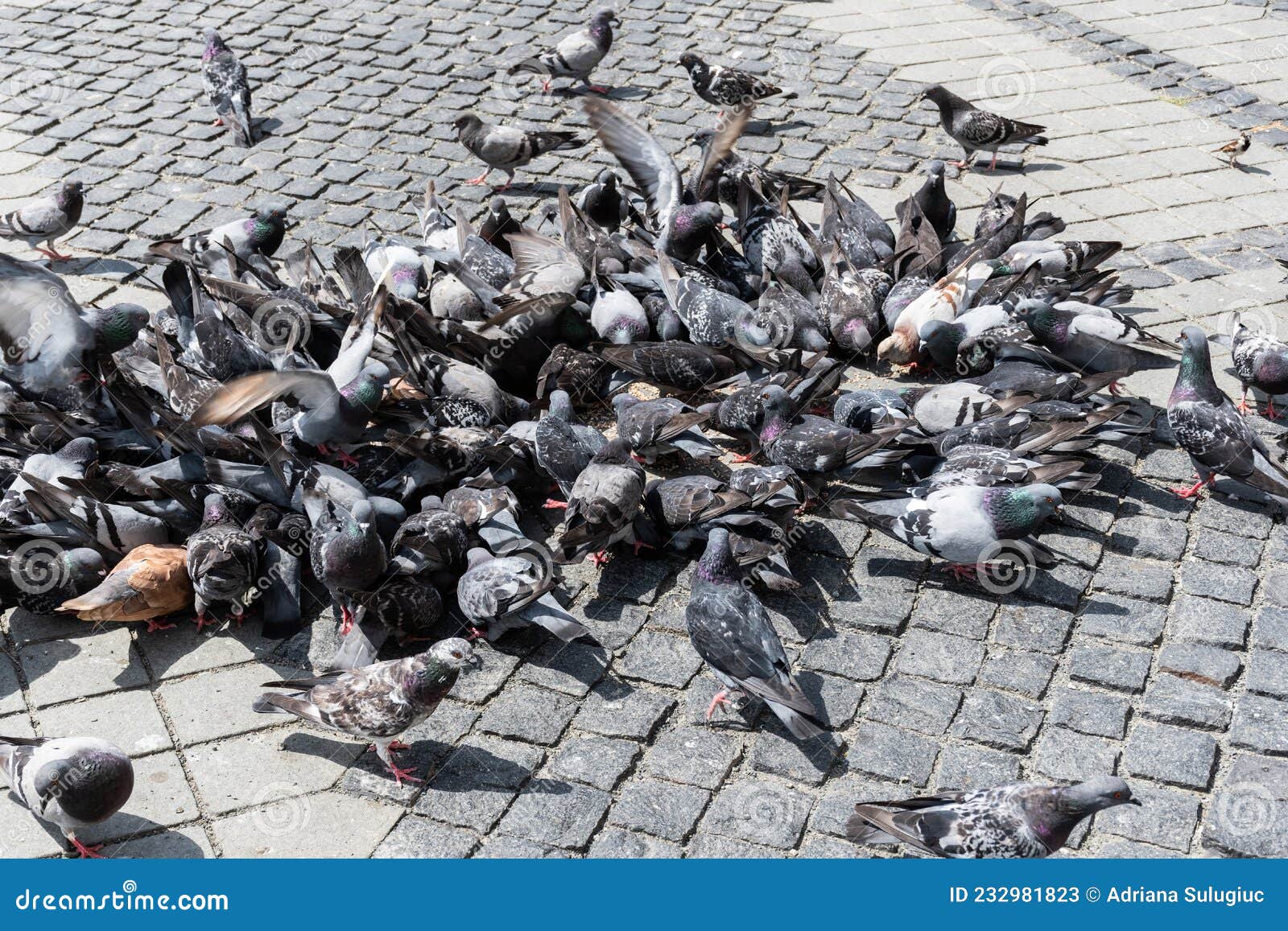 Many doves eating wheat stock image. Image of millet - 232981823