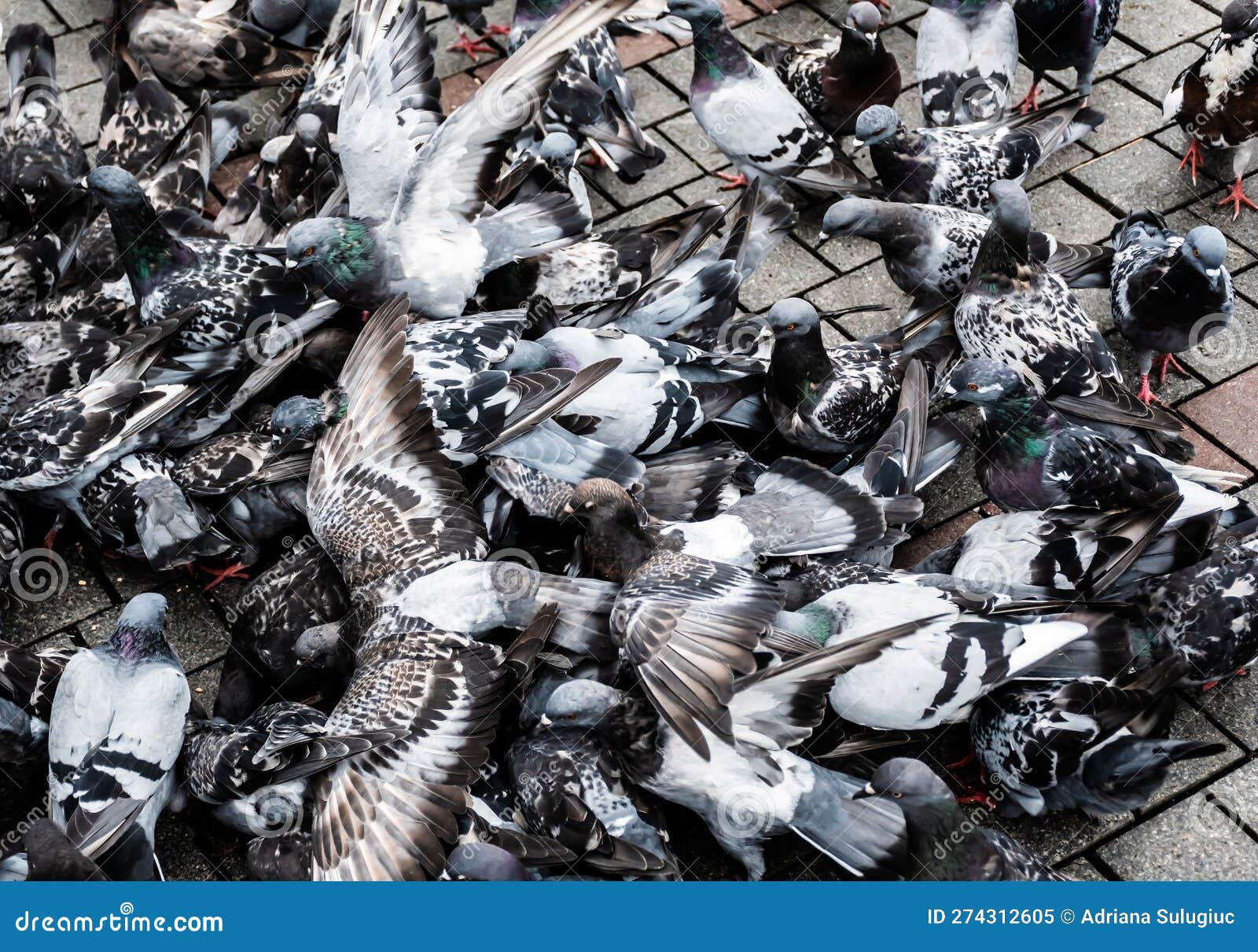 Many doves eating wheat stock image. Image of birds - 274312605