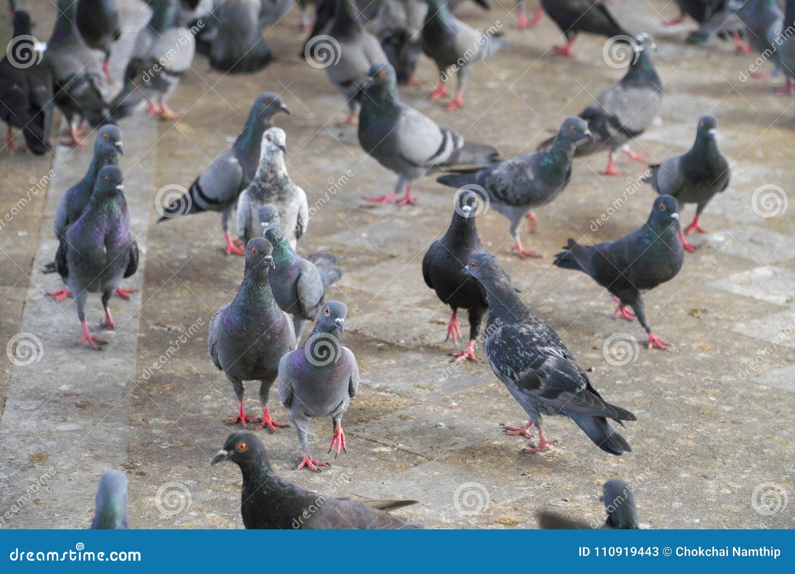 Many Doves Walk on Black and Dirty. Stock Image - Image of ground ...