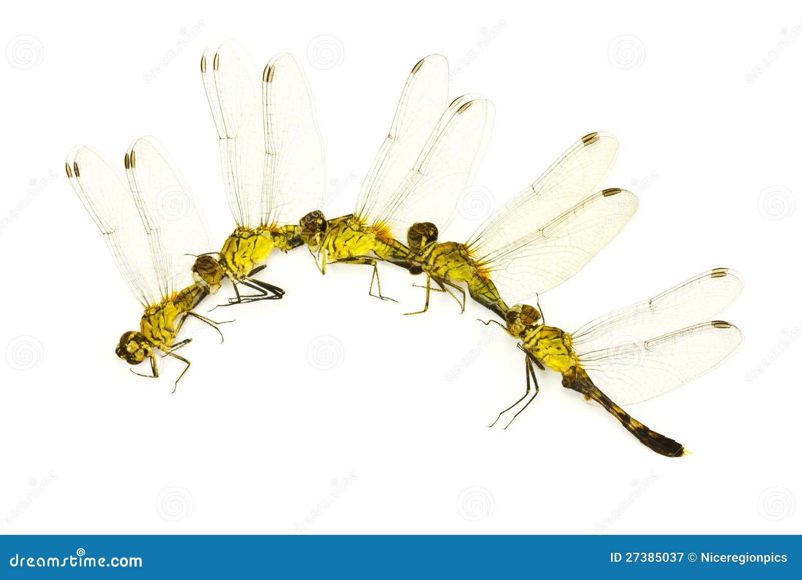 Many Dragonfly. stock image. Image of slim, closeup, pondhawk - 27385037