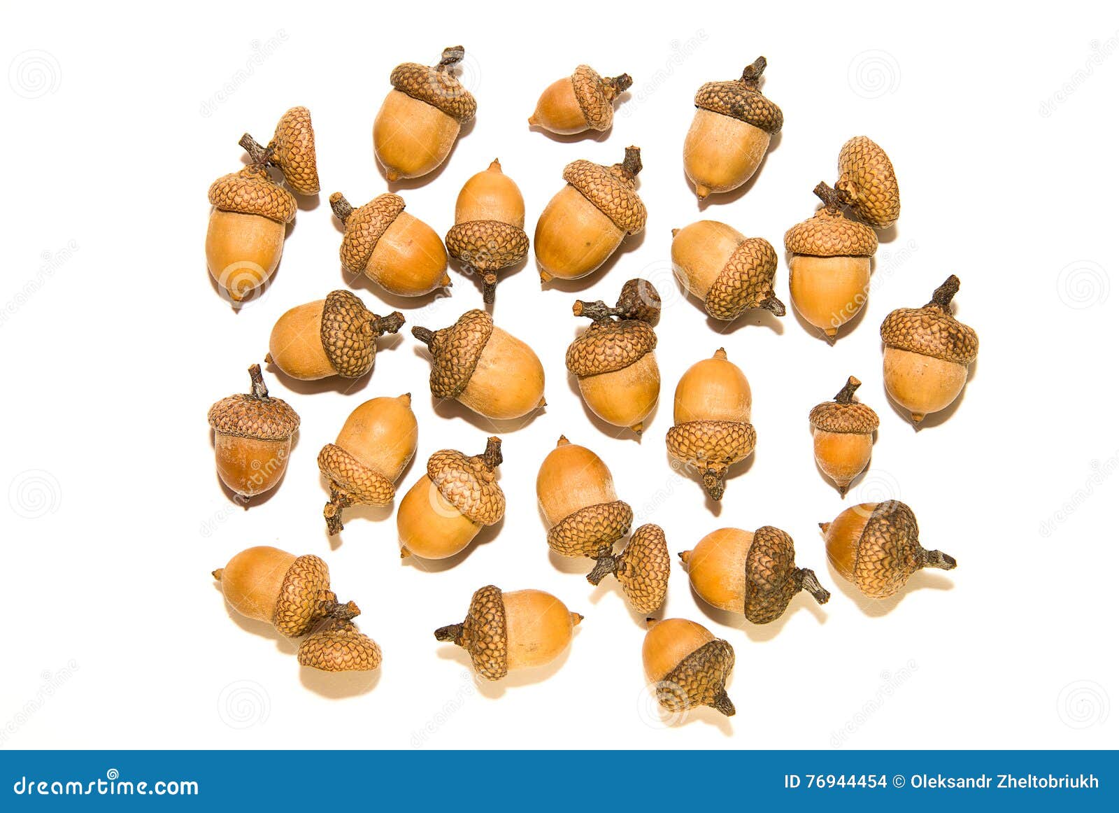 Many of Dried Acorns on Over White Stock Photo - Image of forest ...