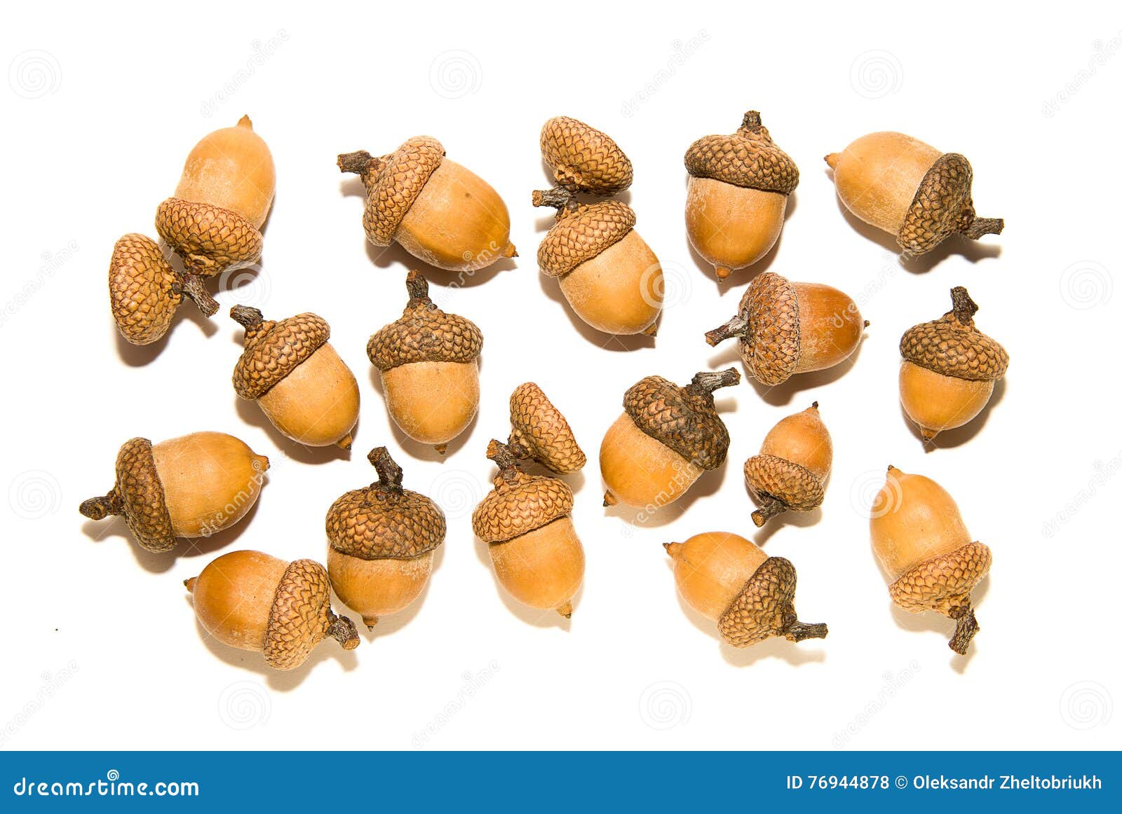 Many of Dried Acorns on Over White Stock Photo - Image of bonnet, husk ...