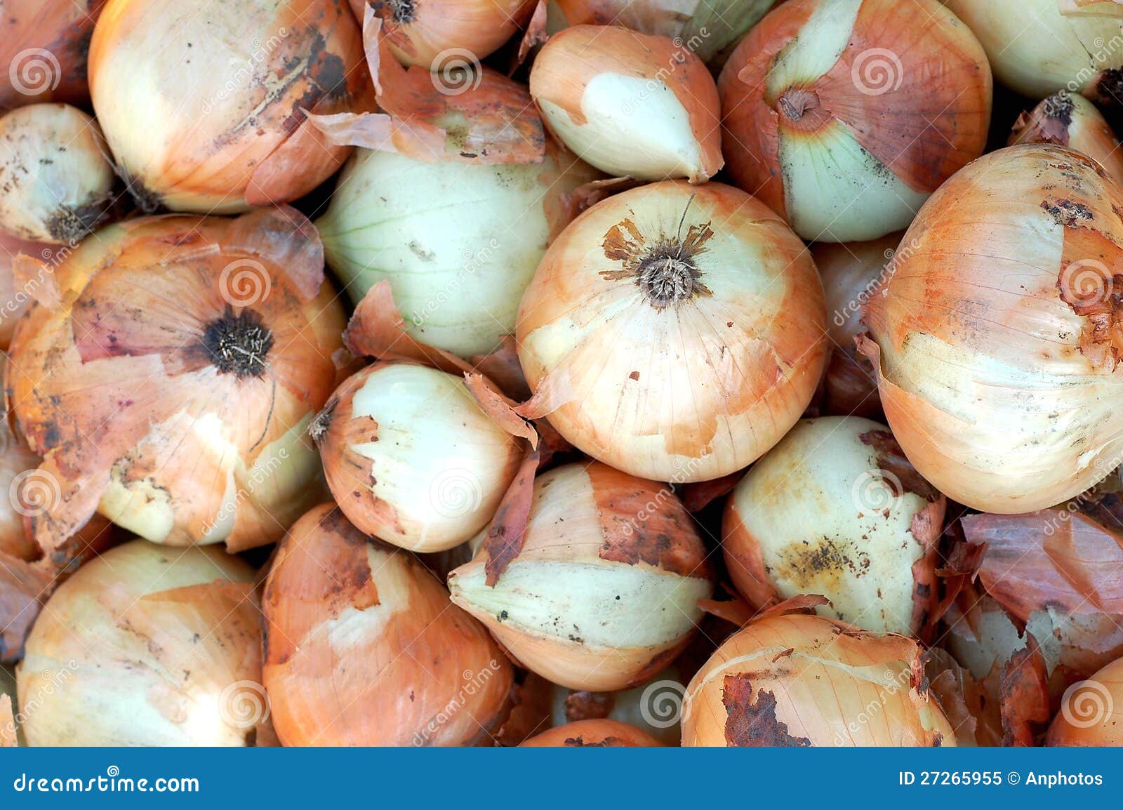 Many dried onion stock image. Image of culinary, ingredient - 27265955