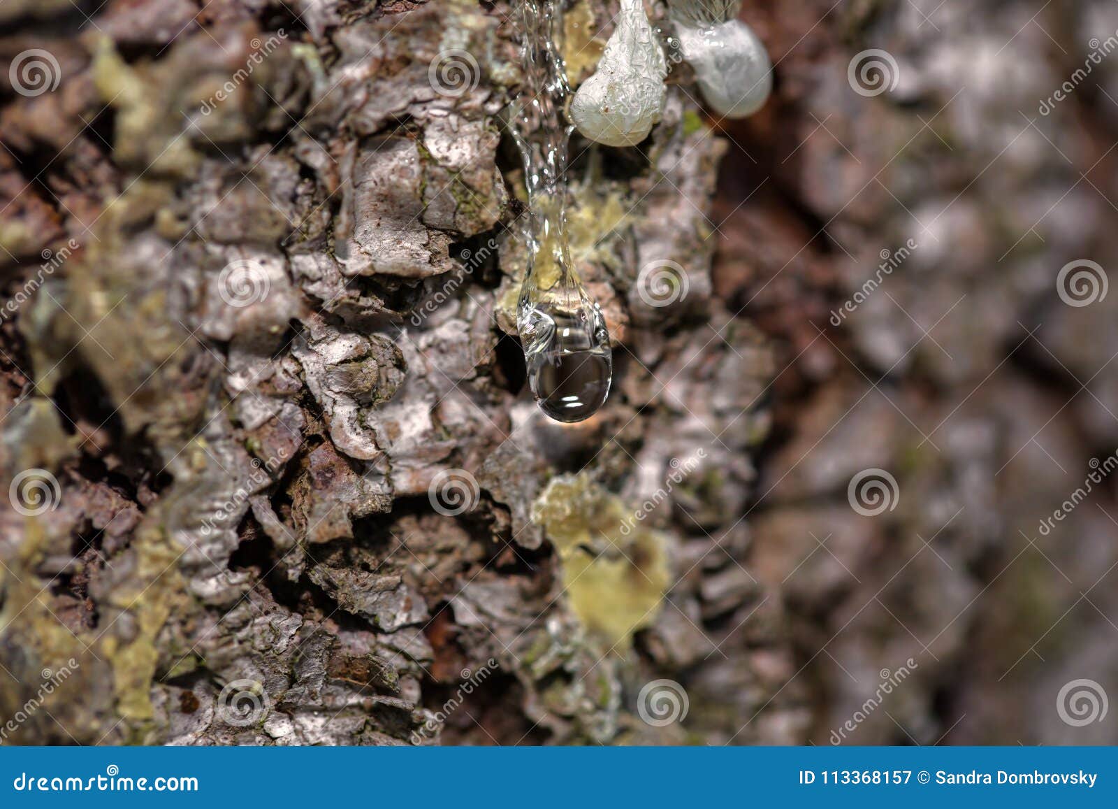 Many Drops of Resin on a Tree Trunk Stock Image - Image of mineral ...