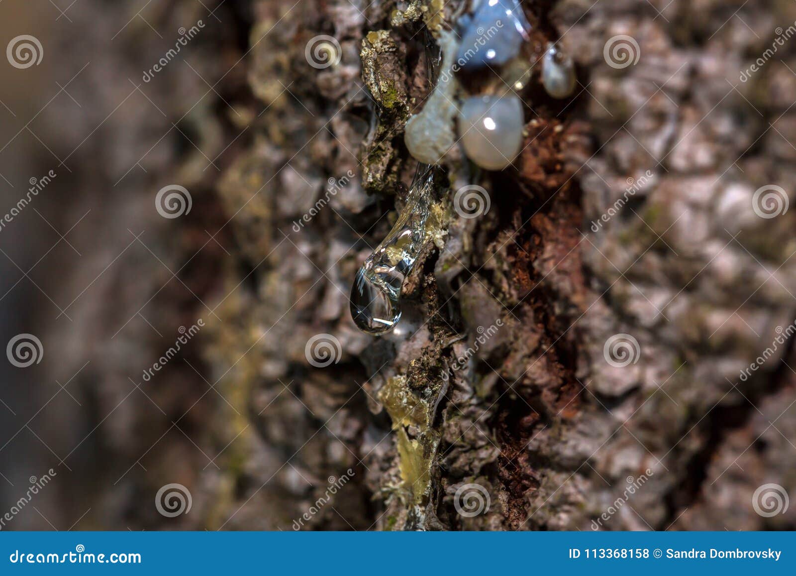 Many Drops of Resin on a Tree Trunk Stock Photo - Image of close, pine ...