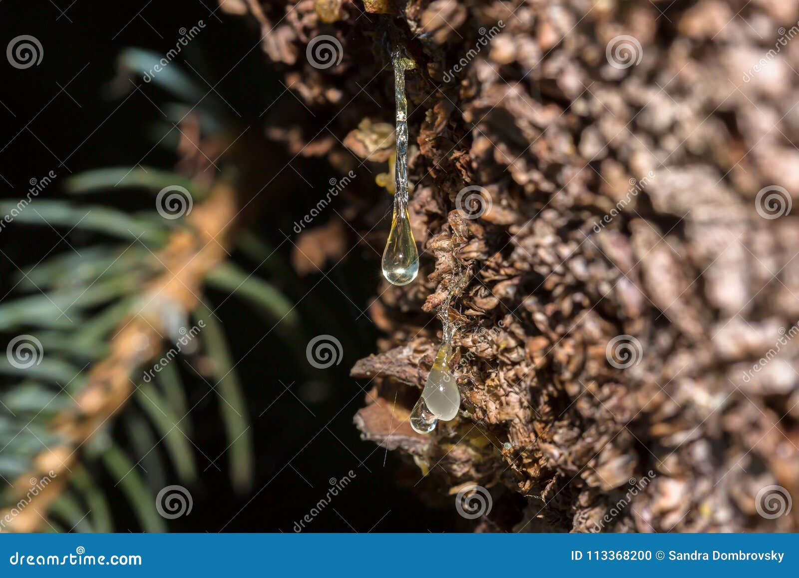 Many Drops of Resin on a Tree Trunk Stock Photo - Image of background ...