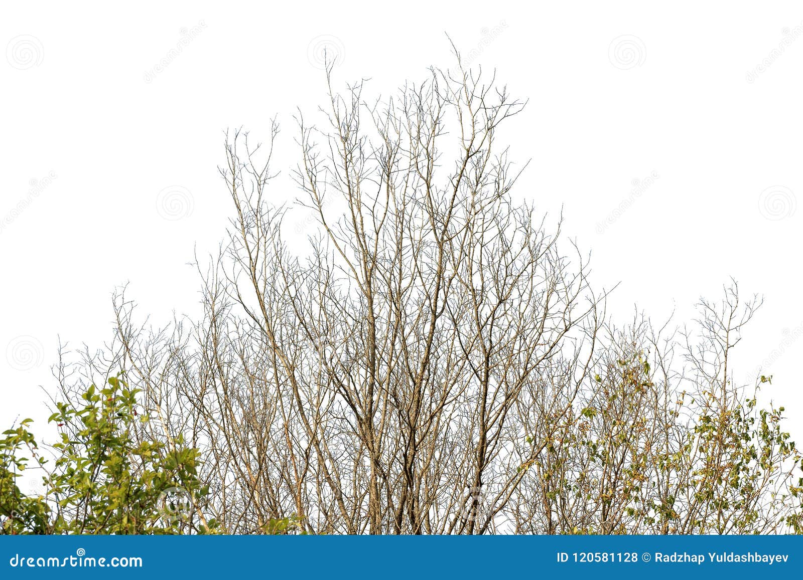 Many Dry Branches of Tree Isolated from Background Stock Photo - Image ...