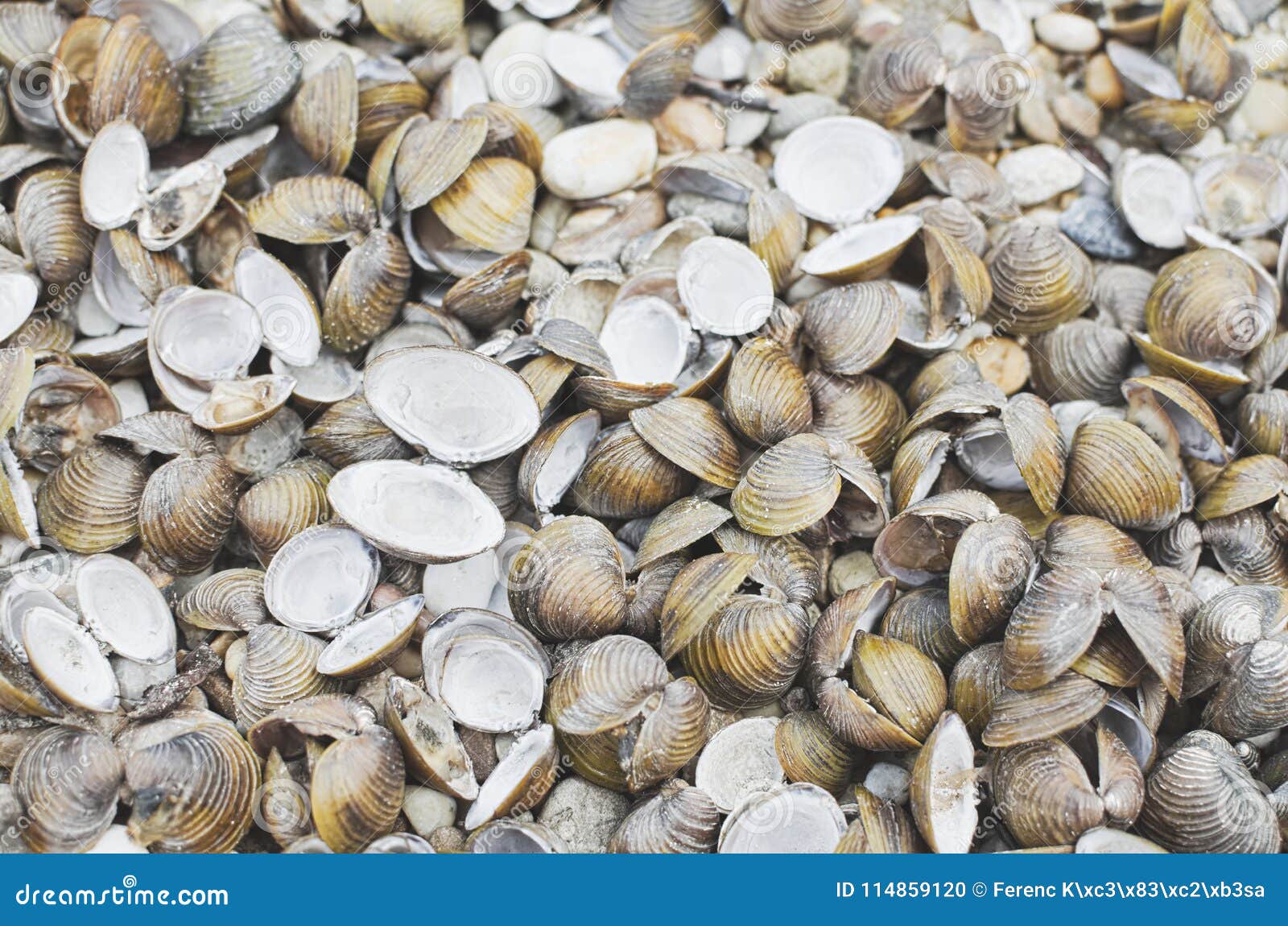 Corbicula Fluminea Shells stock photo. Image of coastal - 114859120