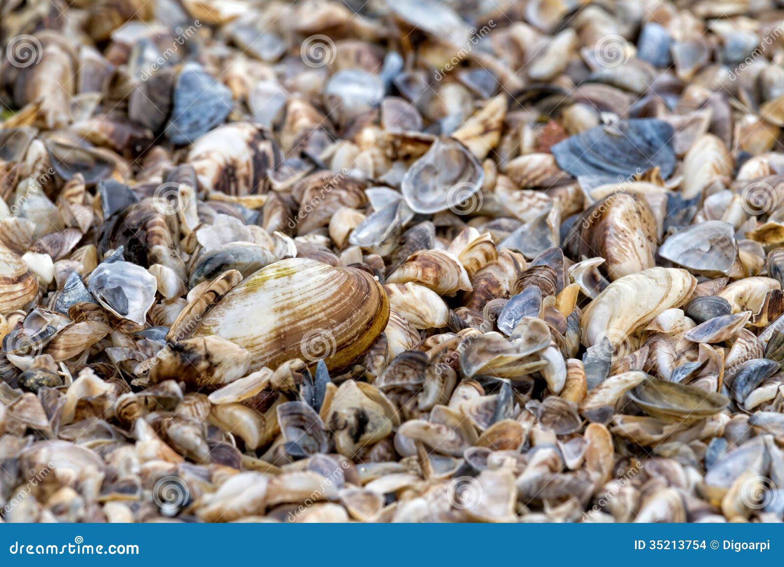 Many dry shell stock photo. Image of outdoors, beautiful - 35213754