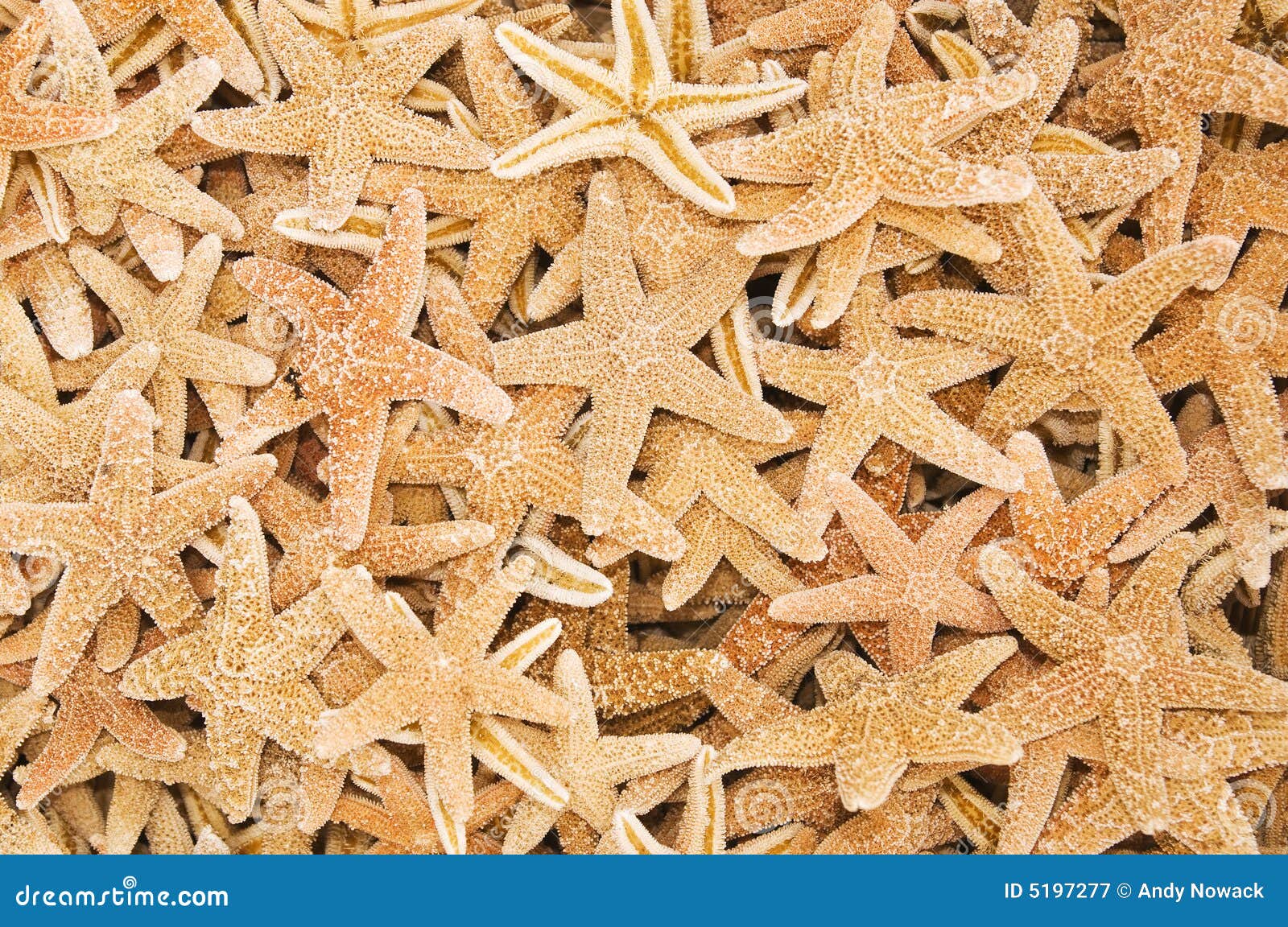 Many dry starfish stock image. Image of large, frame, still - 5197277