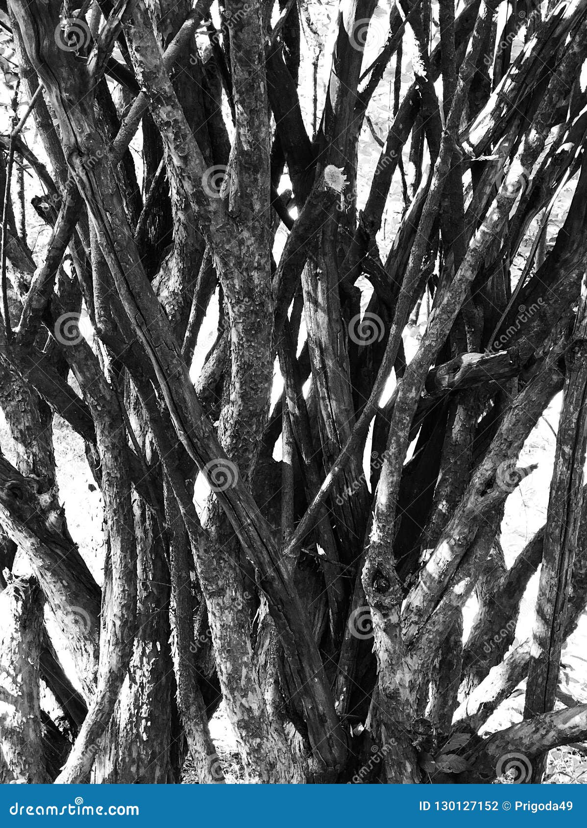 Many dry tree branches stock photo. Image of backround - 130127152