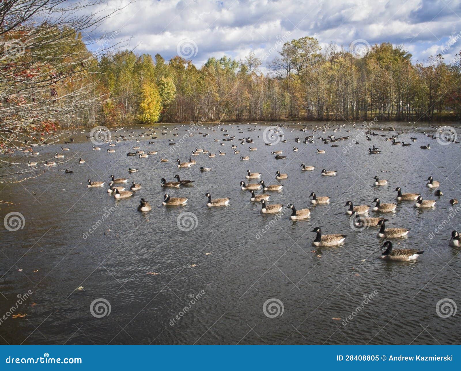 Many Ducks stock image. Image of ducks, leaves, duck - 28408805