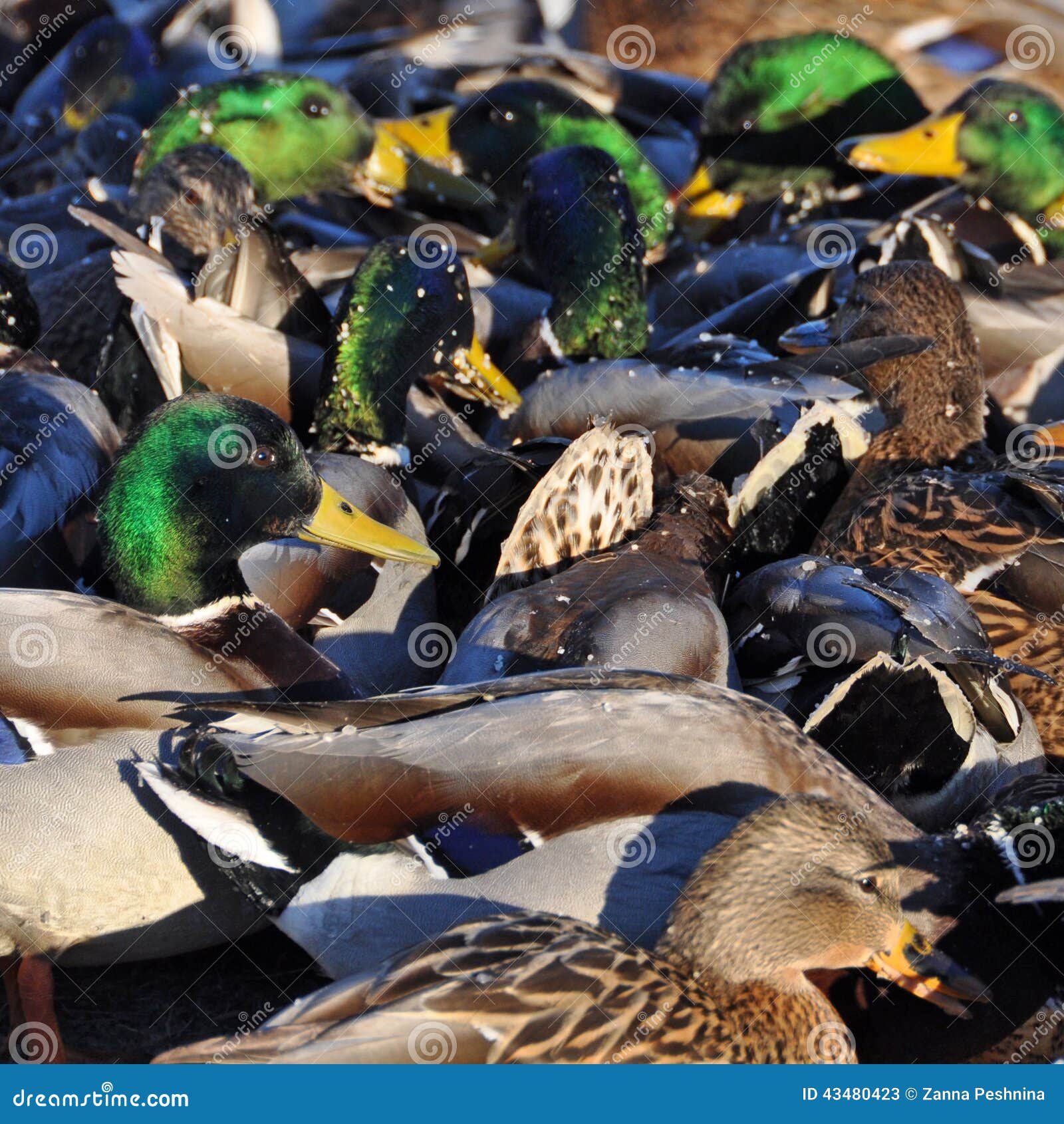 Many ducks stock image. Image of migrate, ducks, animal - 43480423