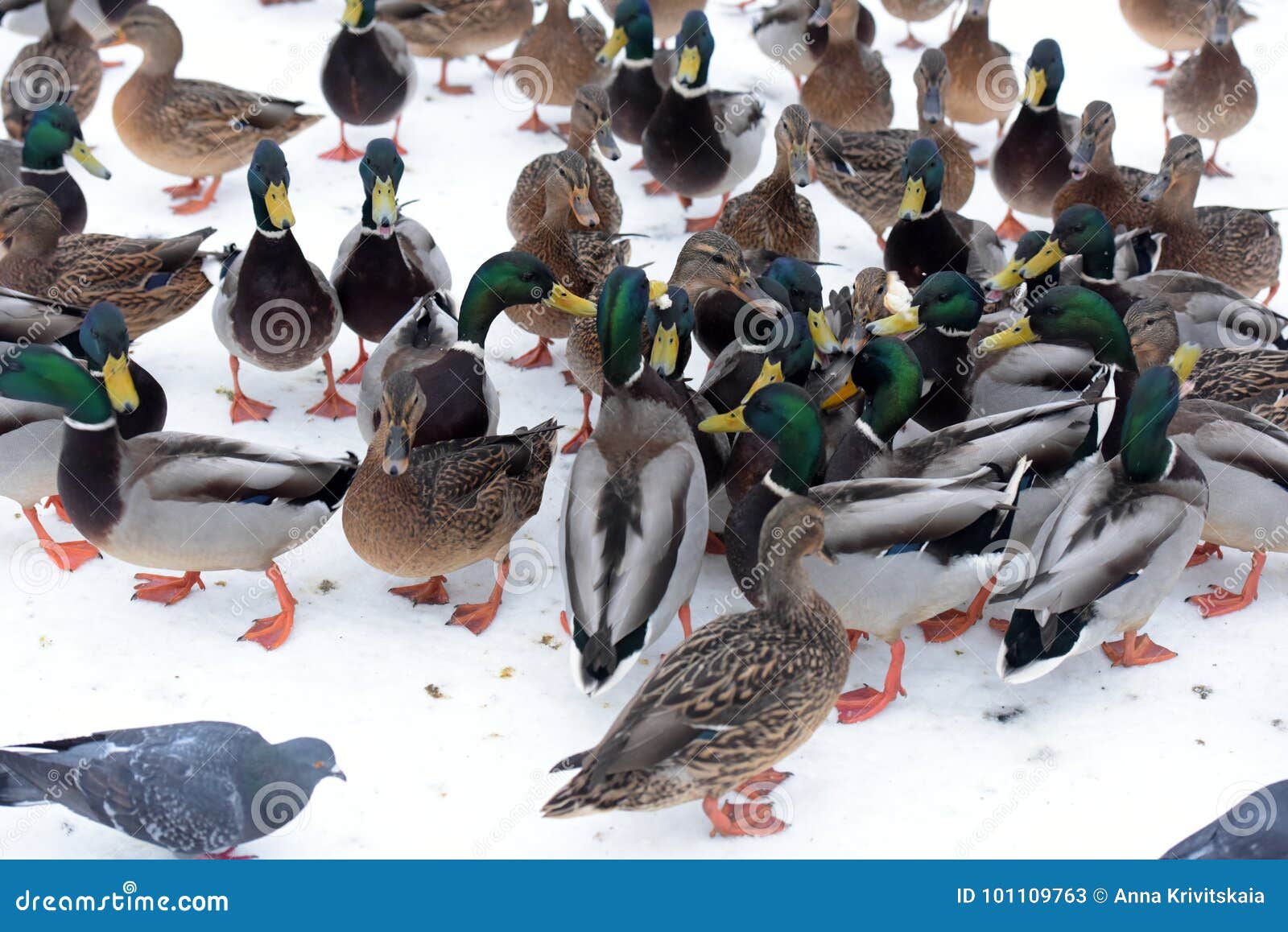 Many ducks on snow stock image. Image of lake, beauty - 101109763