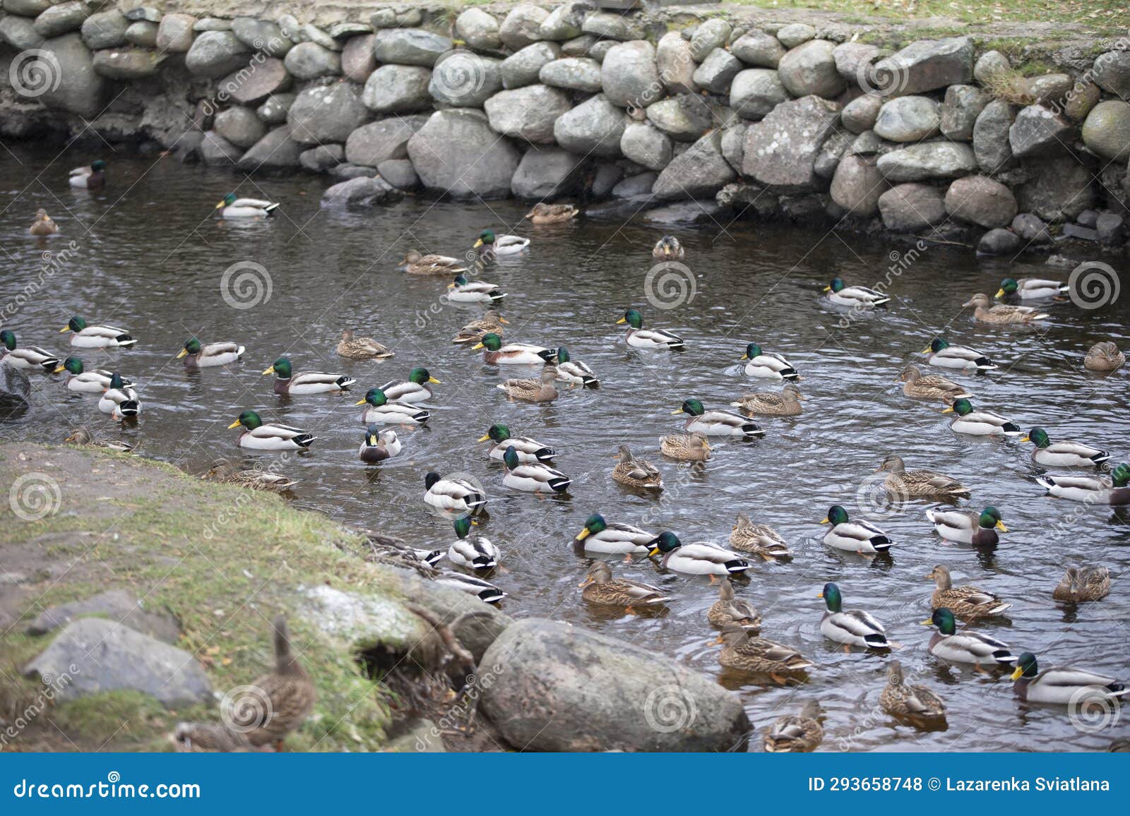 Many Ducks Swim in the Water Stock Photo - Image of wildlife, season ...